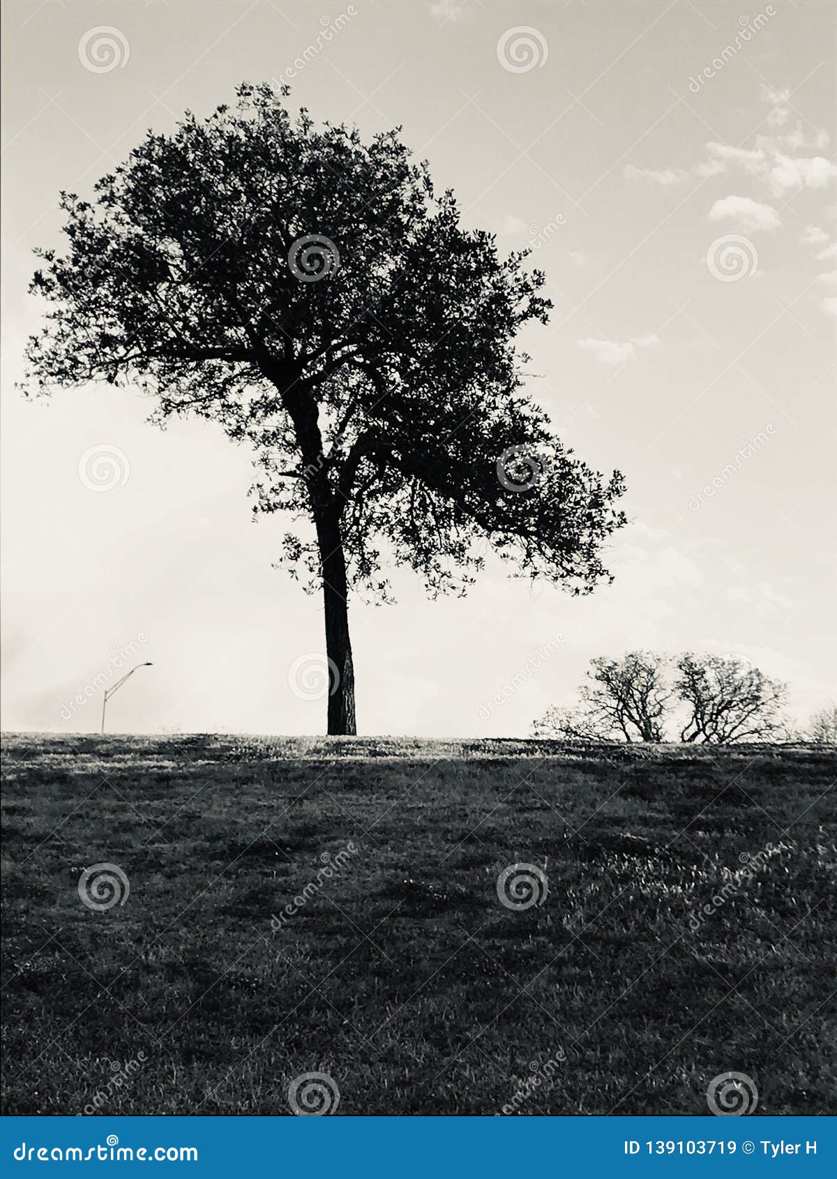 Solitude stock image. Image of tree, lonely, hill, solitude - 139103719