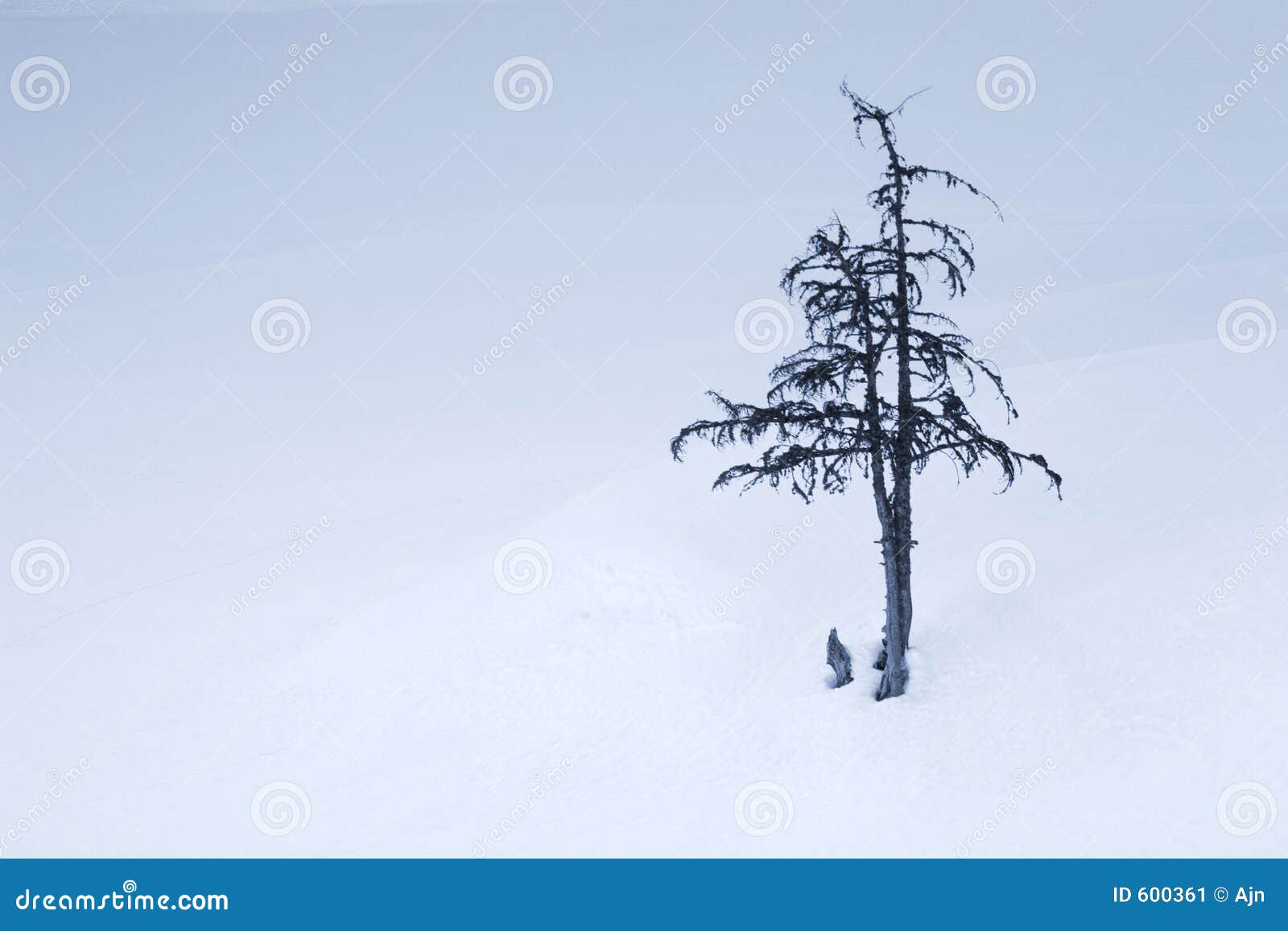 Solitude Standing stock image. Image of pasture, alone - 600361