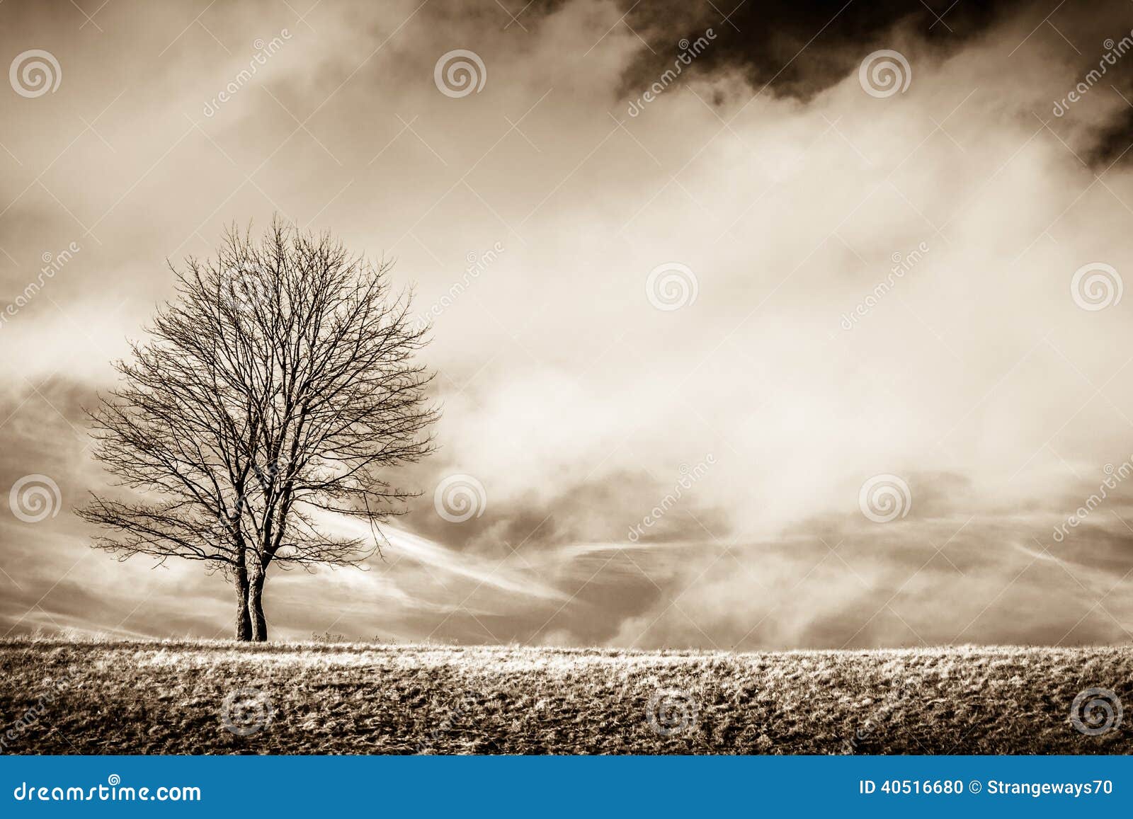 Solitude standing stock photo. Image of meadow, environment - 40516680