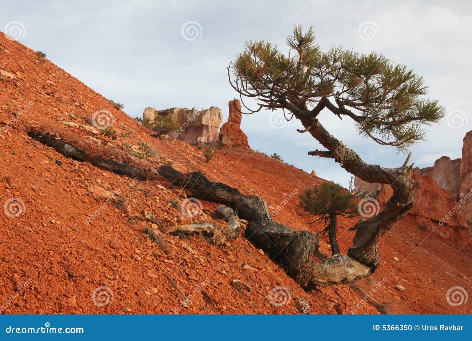 Solitude tree stock photo. Image of rock, arizona, range - 5366350