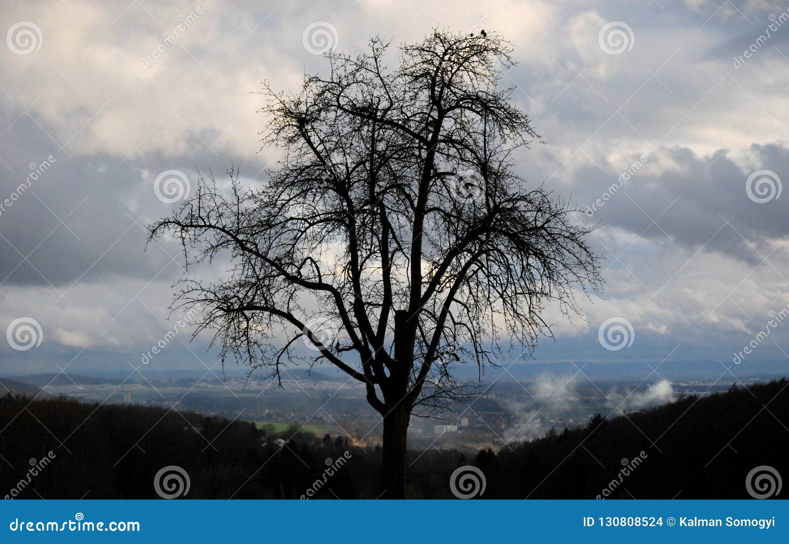 Solitude tree on a hill stock photo. Image of scenery - 130808524