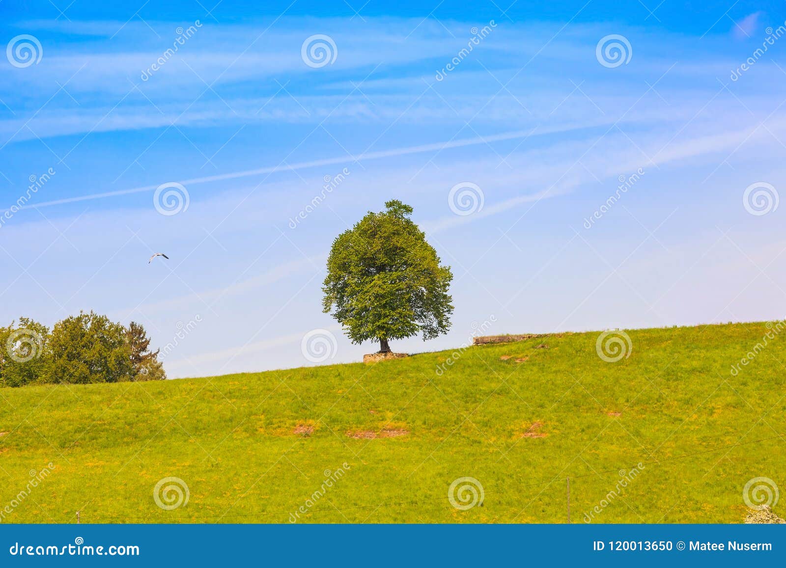 Solitude tree on the hill stock photo. Image of view - 120013650