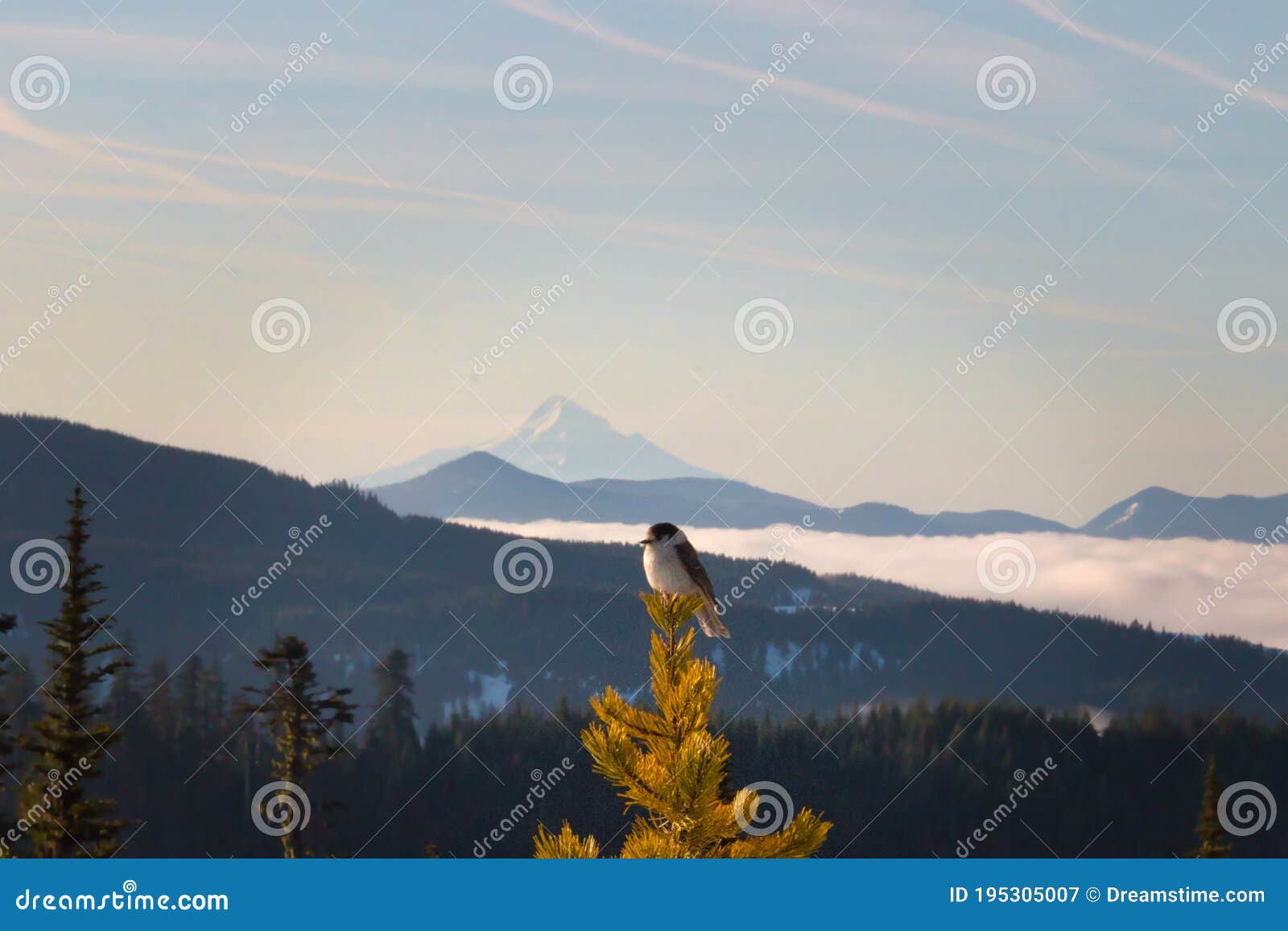 Lonely Bird stock image. Image of mount, trees, clouds - 195305007