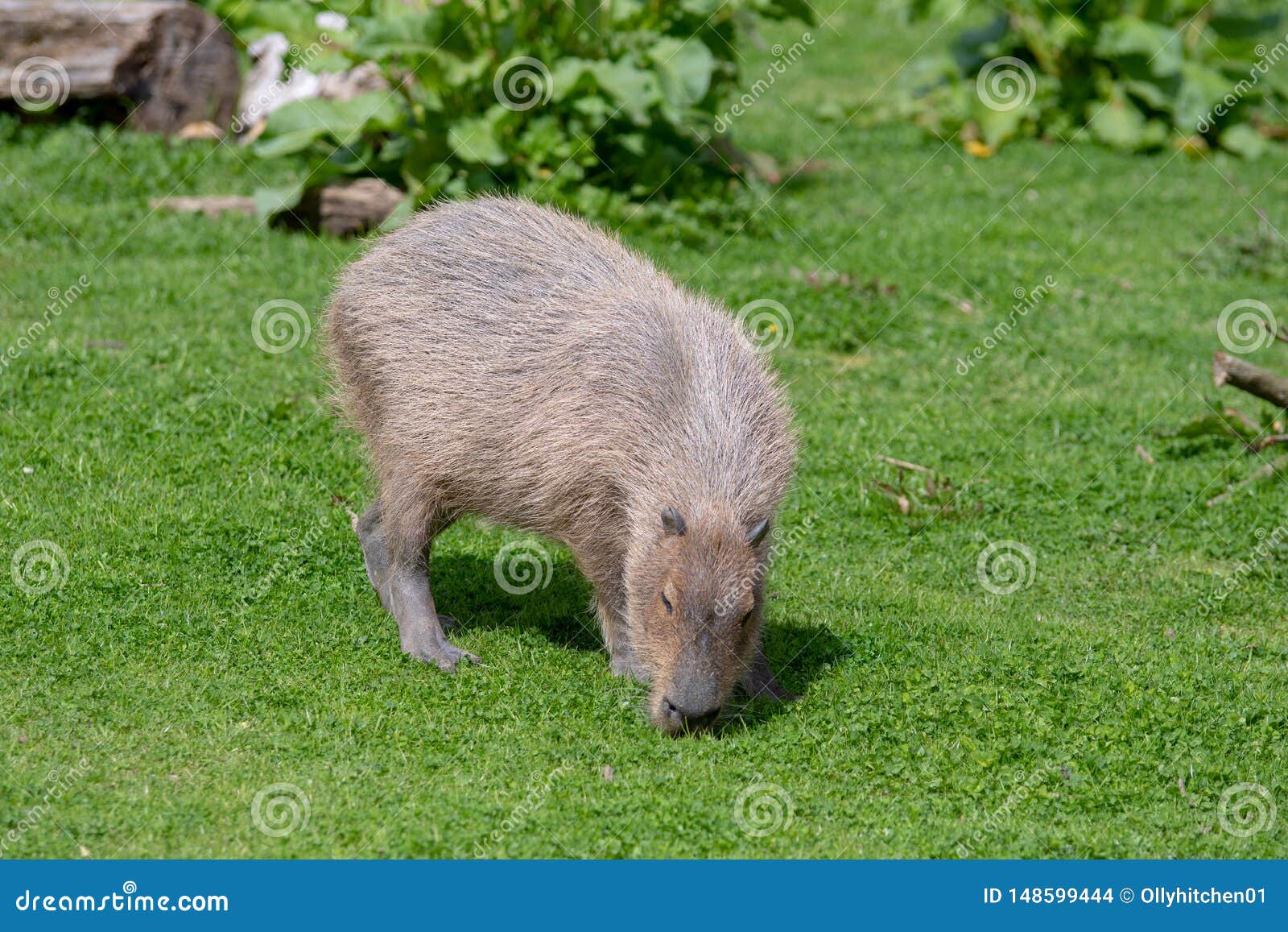 A Solo Capybara Grazing on Short Grass Stock Photo - Image of herbivore ...