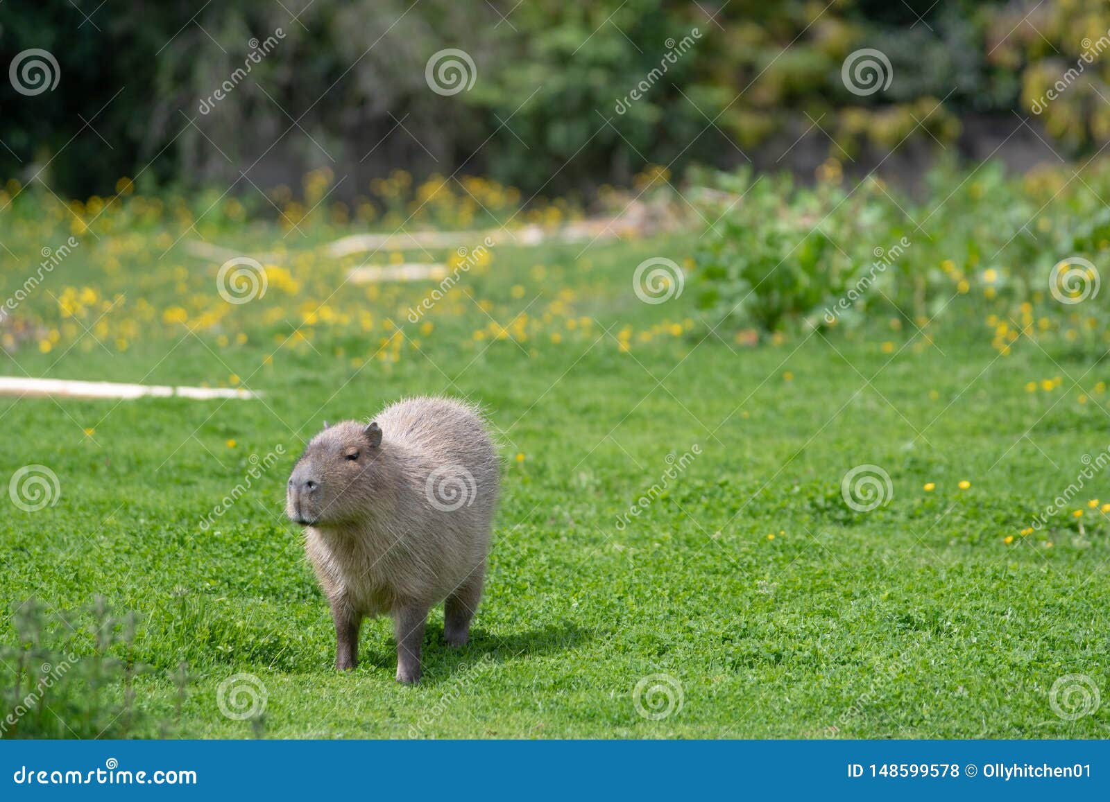 A Solo Capybara Grazing on Short Grass Stock Photo - Image of argentina ...