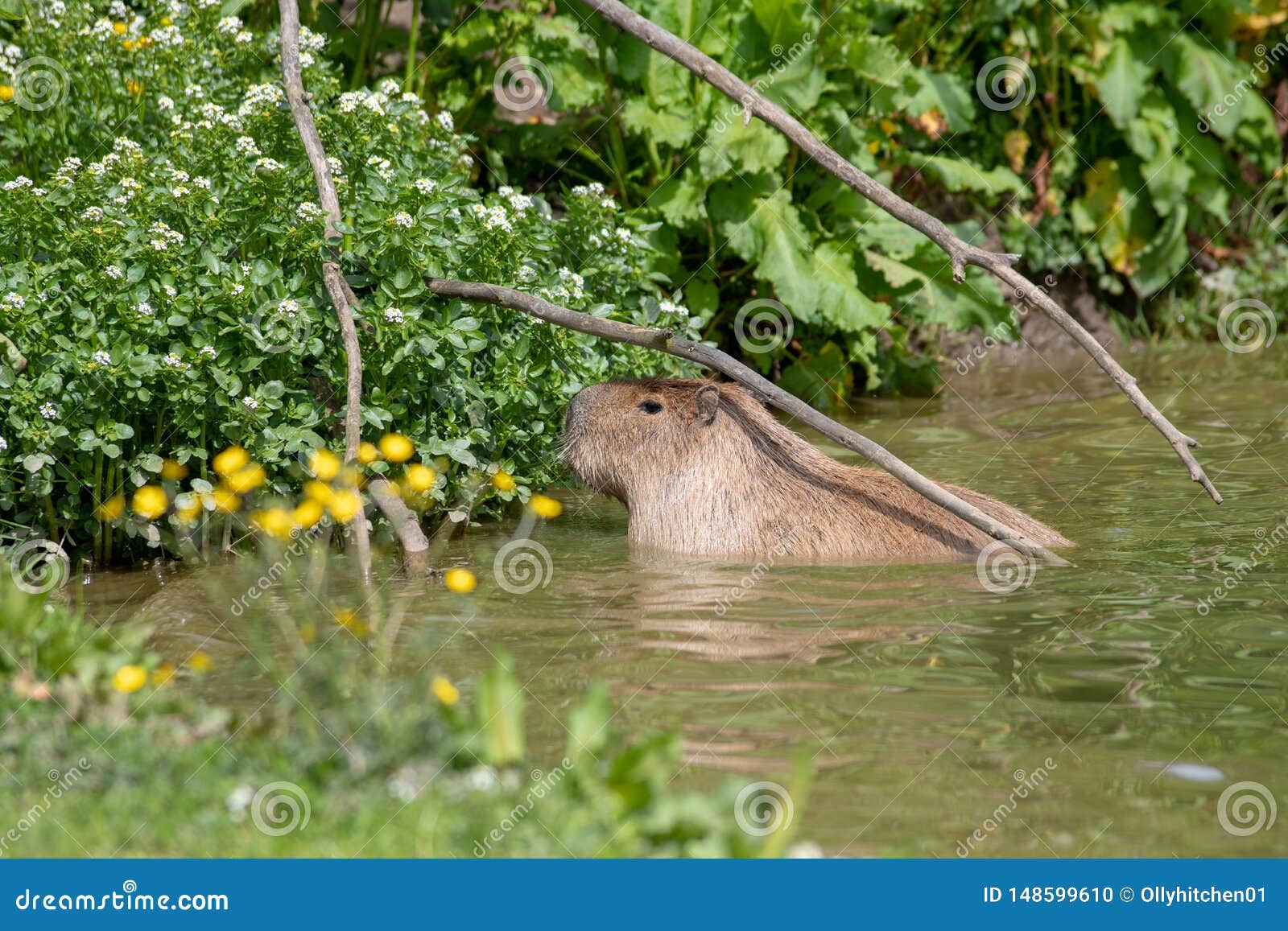 A solo Capybara swimming stock photo. Image of brown - 148599610