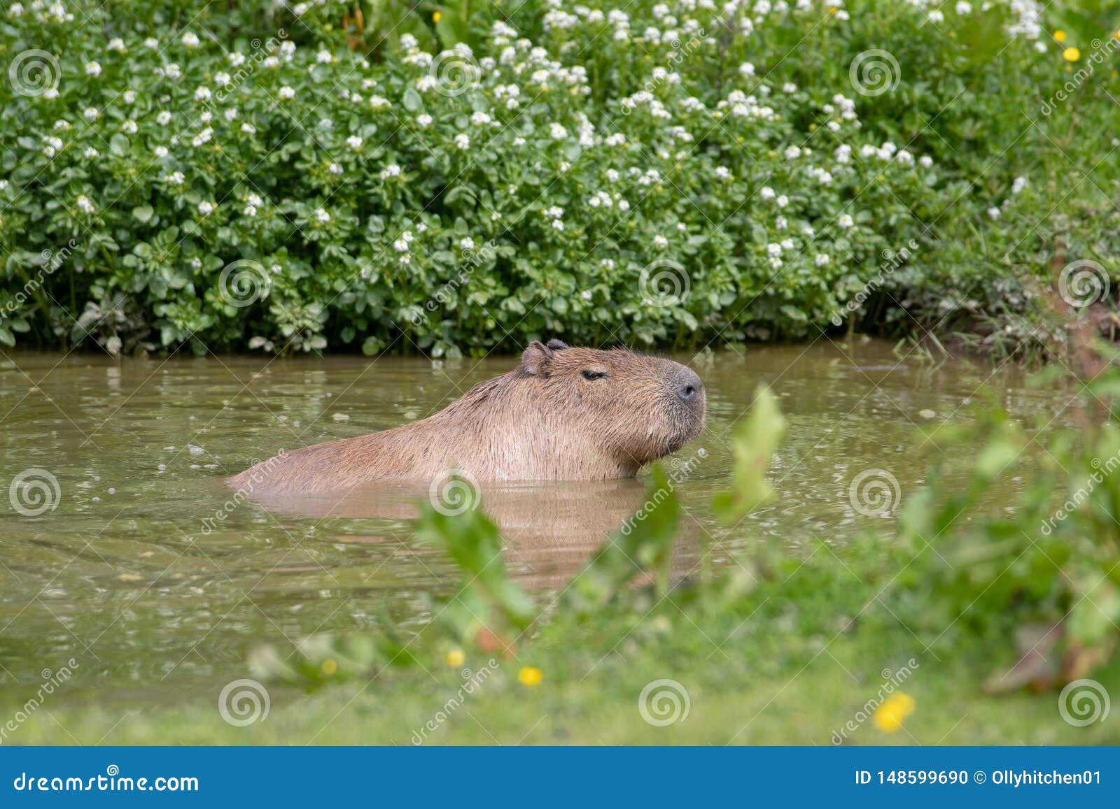 A solo Capybara swimming stock photo. Image of aquatic - 148599690