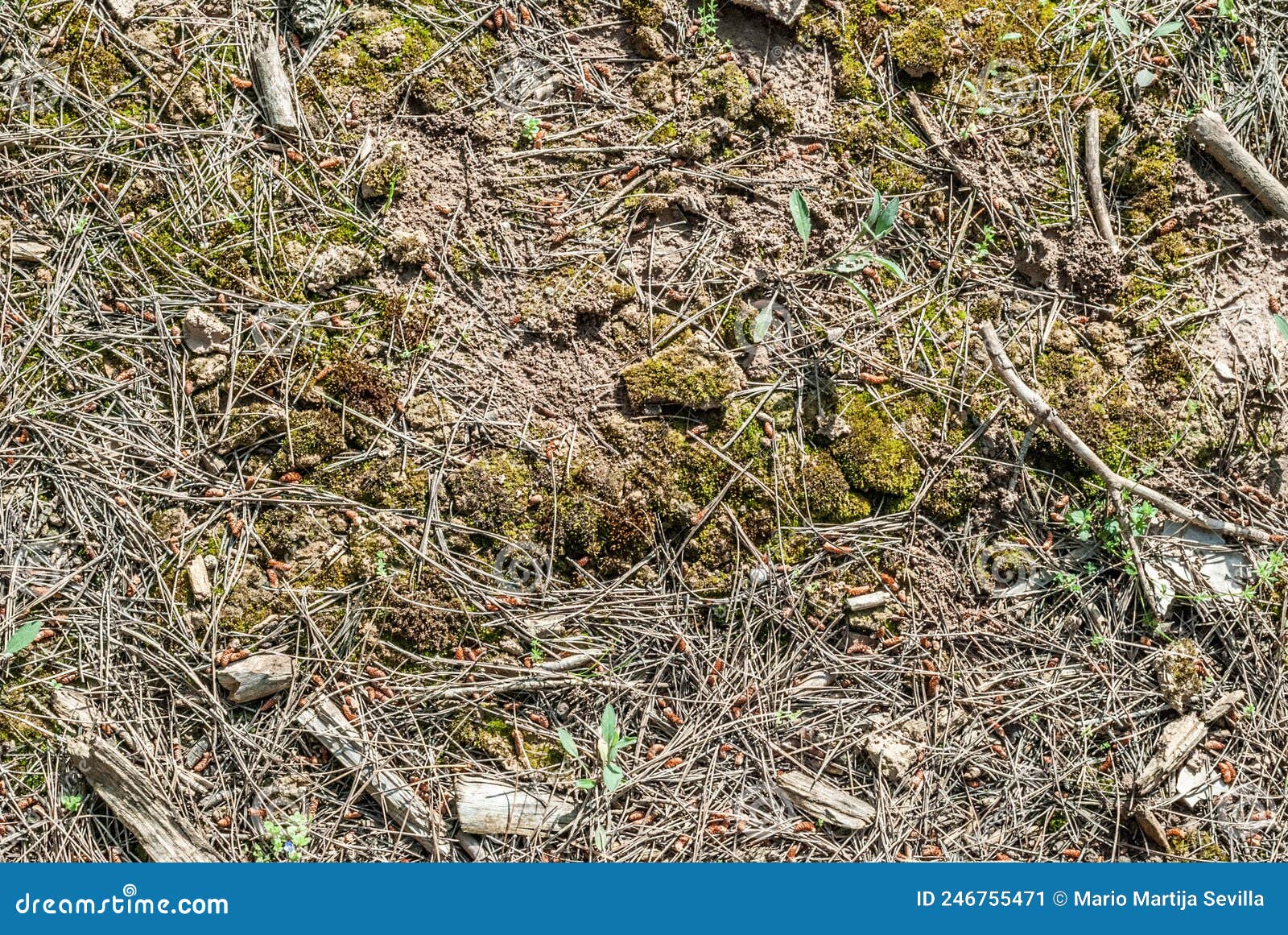 Solo com espinhos imagem de stock. Imagem de flora, pinho - 246755471