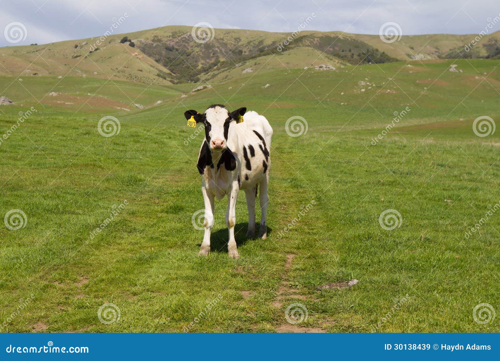 A Single Cow Out Standing in a Green Grassy Field with Mountains in the ...