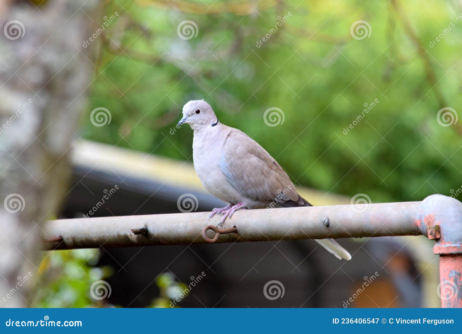 Urban Grey Turtle Dove on Pole 01 Stock Image - Image of dove, metal ...
