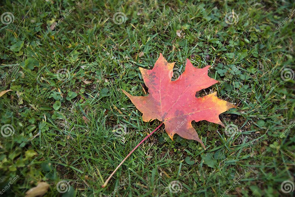 Solo Fall Leaf stock image. Image of orange, green, color - 7124759