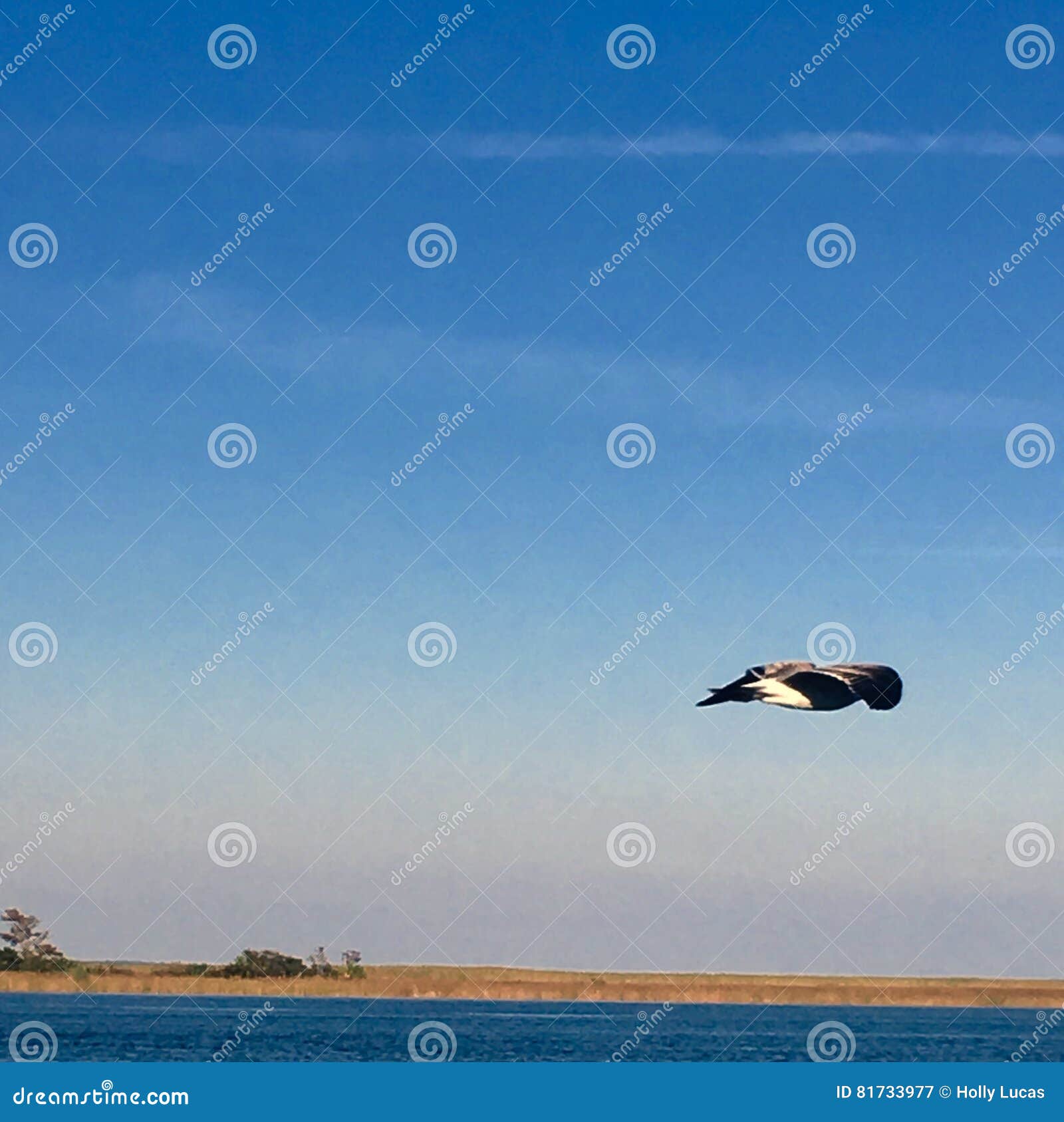 Solo flight stock image. Image of soaring, bird, water - 81733977
