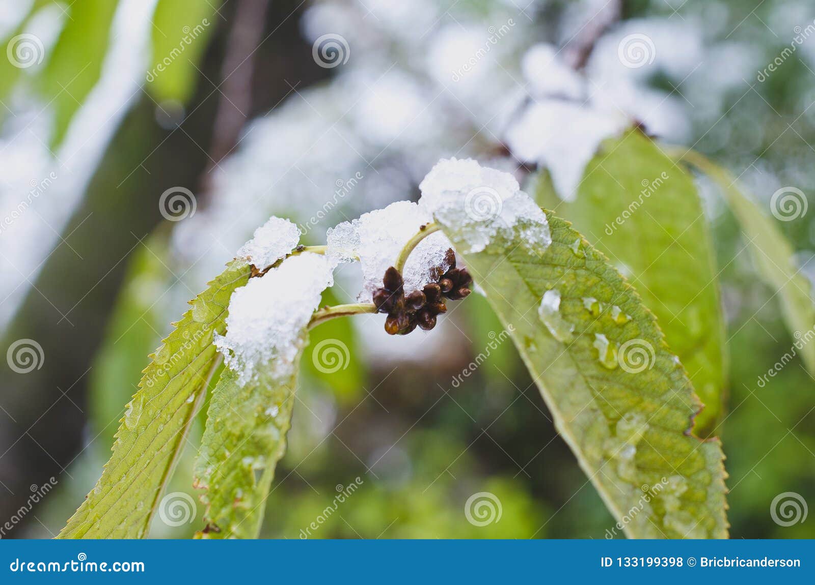 The Solo Fresh Tree Sprout Covered in Snow Stock Photo - Image of ...