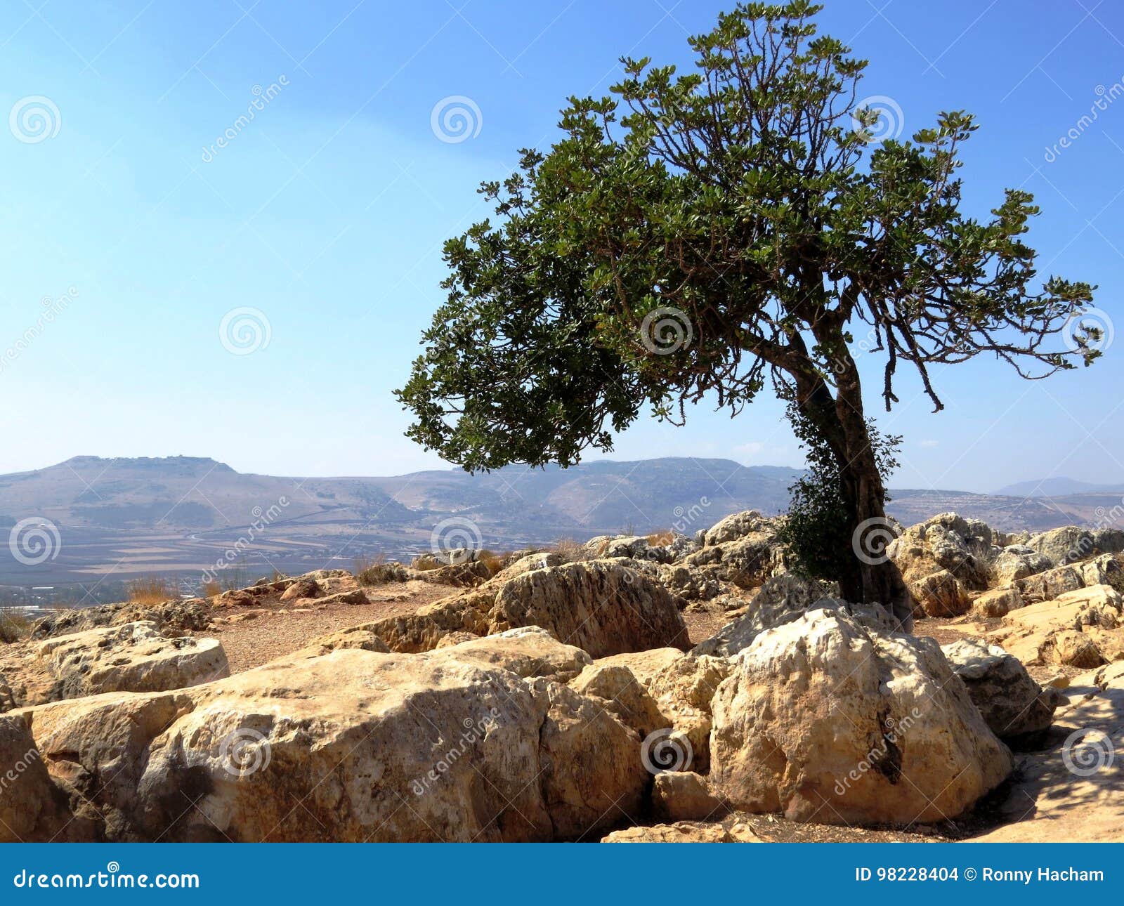 Solo green tree stock photo. Image of green, valey, view - 98228404