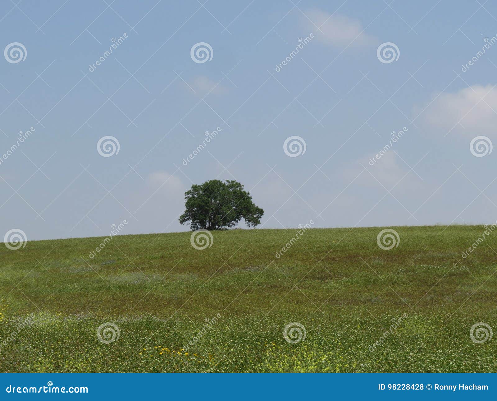 Solo green tree stock photo. Image of valey, view, israel - 98228428