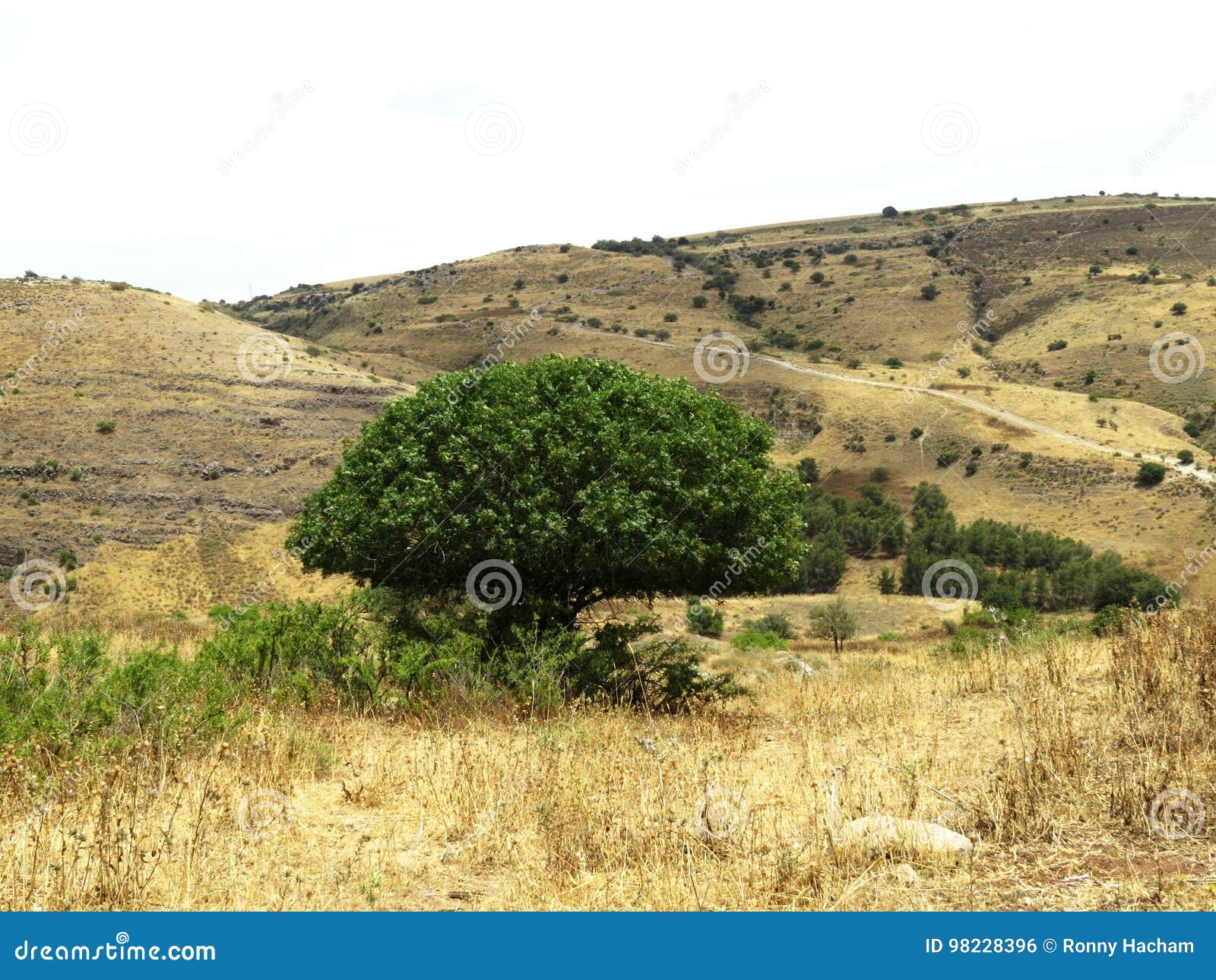 Solo green tree stock photo. Image of field, brown, broken - 98228396