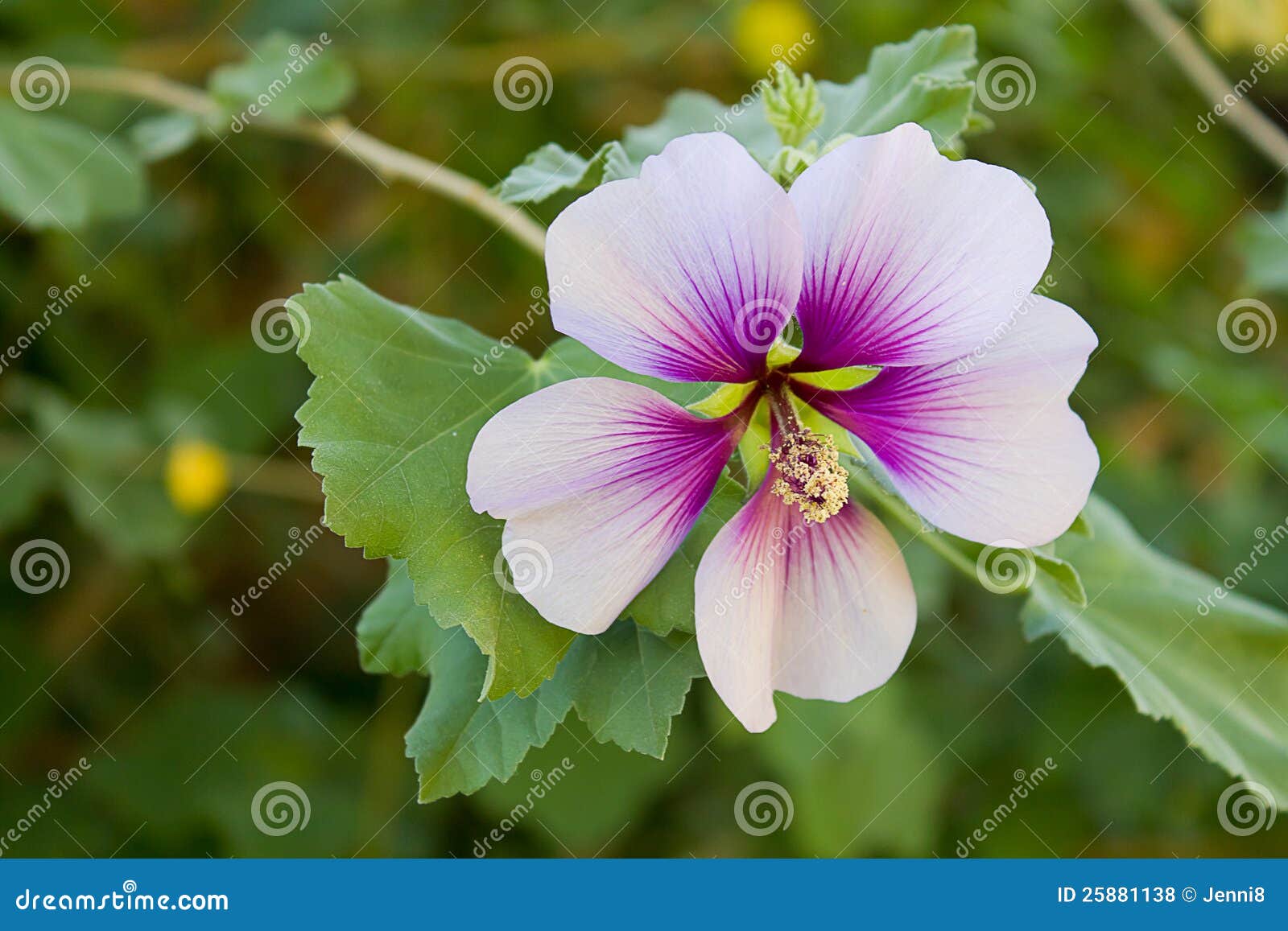 Solo hibisco púrpura foto de archivo. Imagen de ornamental - 25881138 Solo hibisco púrpura foto de archivo. Imagen de ornamental - 25881138