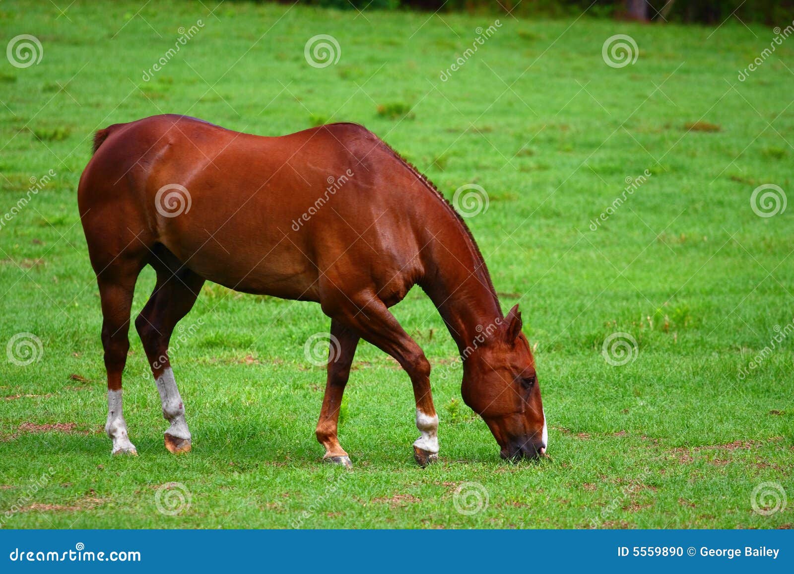 Solo horse feeding stock photo. Image of feeding, horse - 5559890
