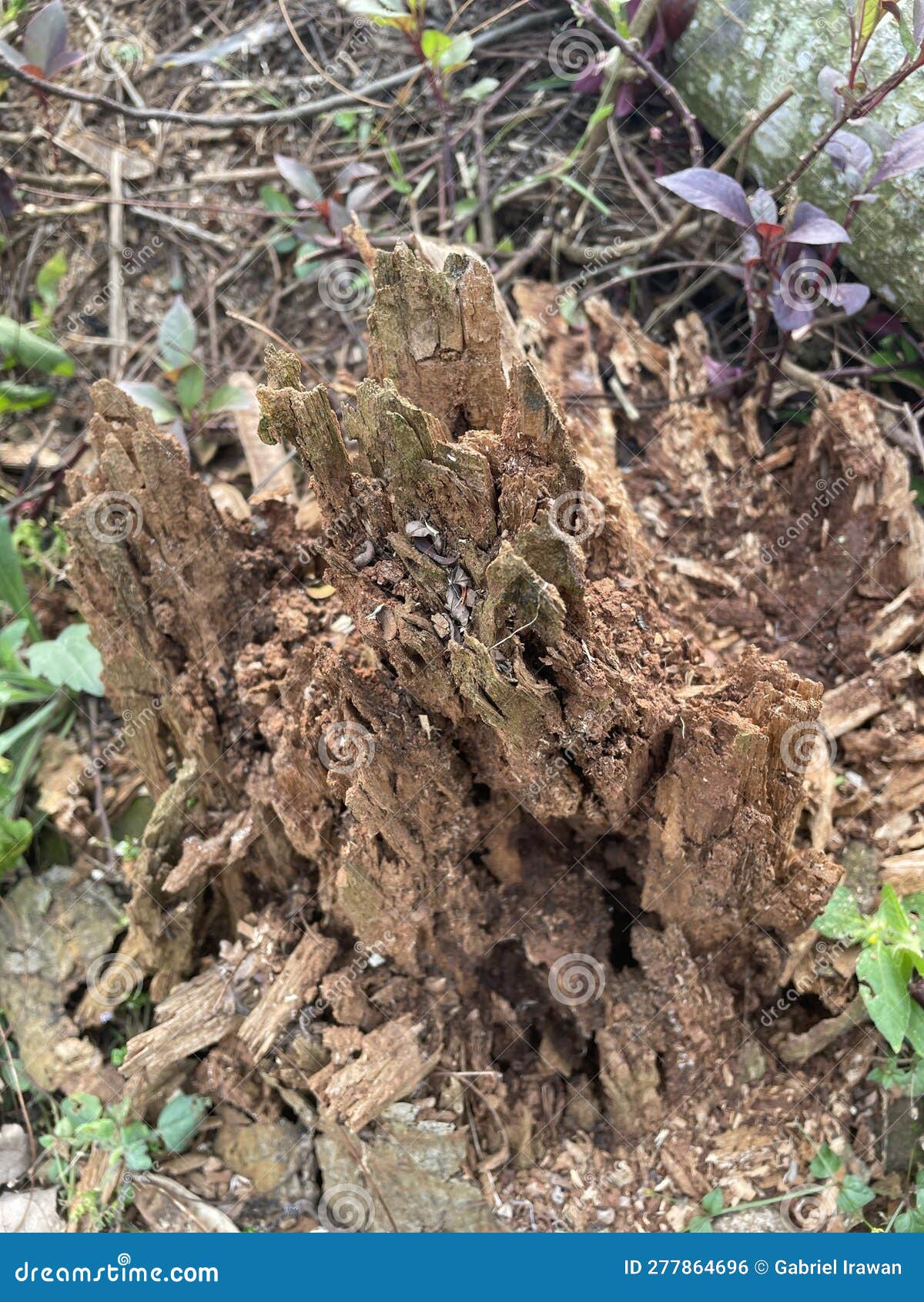 The rotted base of a tree. stock photo. Image of leaf - 277864696