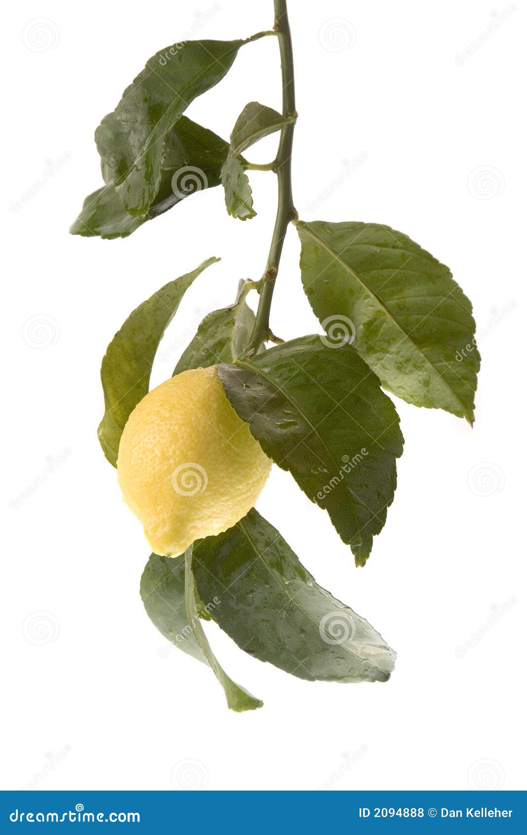 Solo Lemon Hanging from Tree Stock Photo - Image of growing, fruit: 2094888