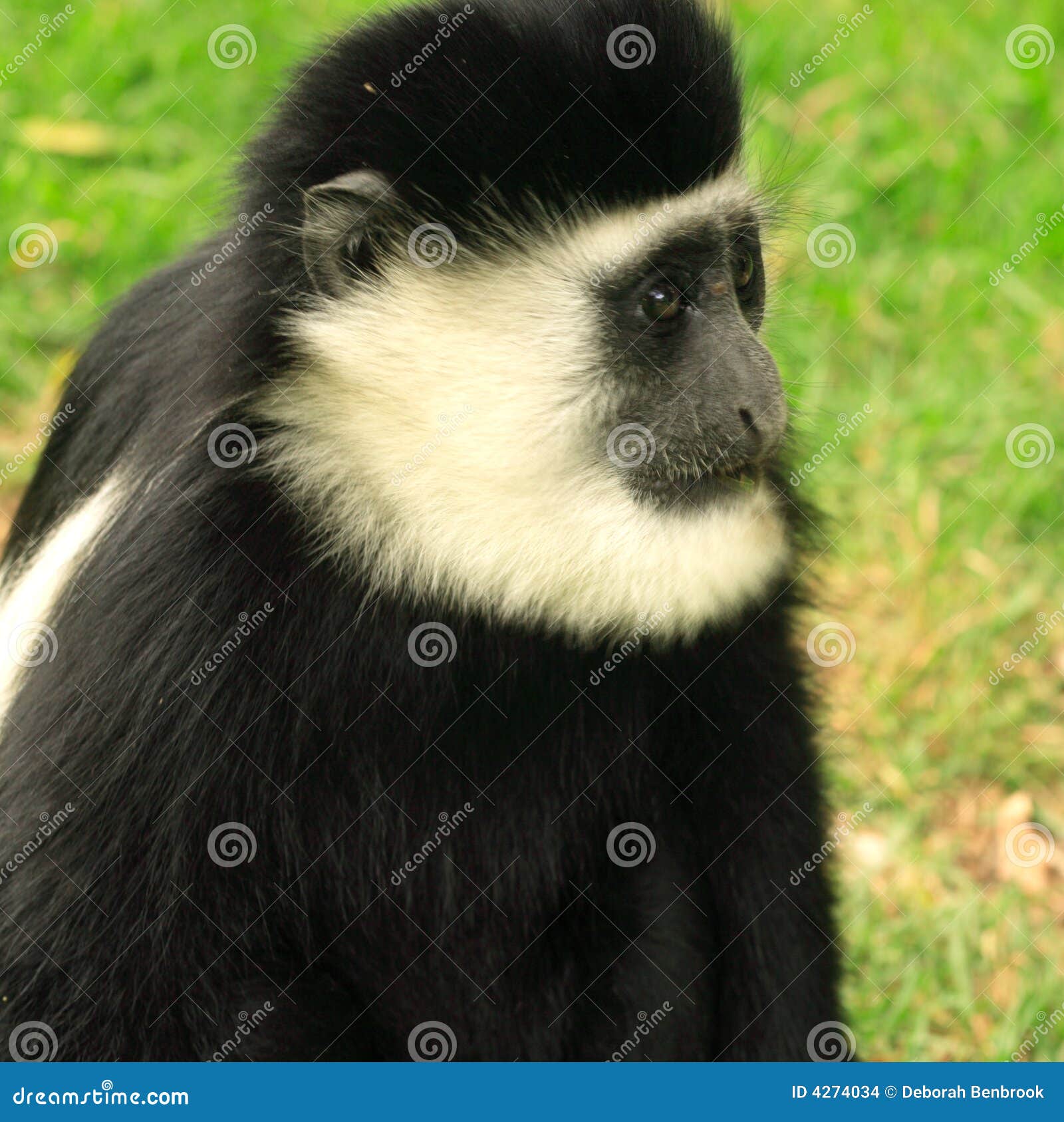 Solo Mono De Colobus Imagen. Imagen: 4274034