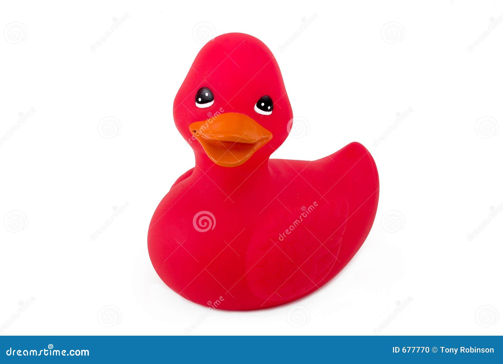 Solo Pato Rojo Aislado En Blanco Foto de archivo - Imagen de aislado ...