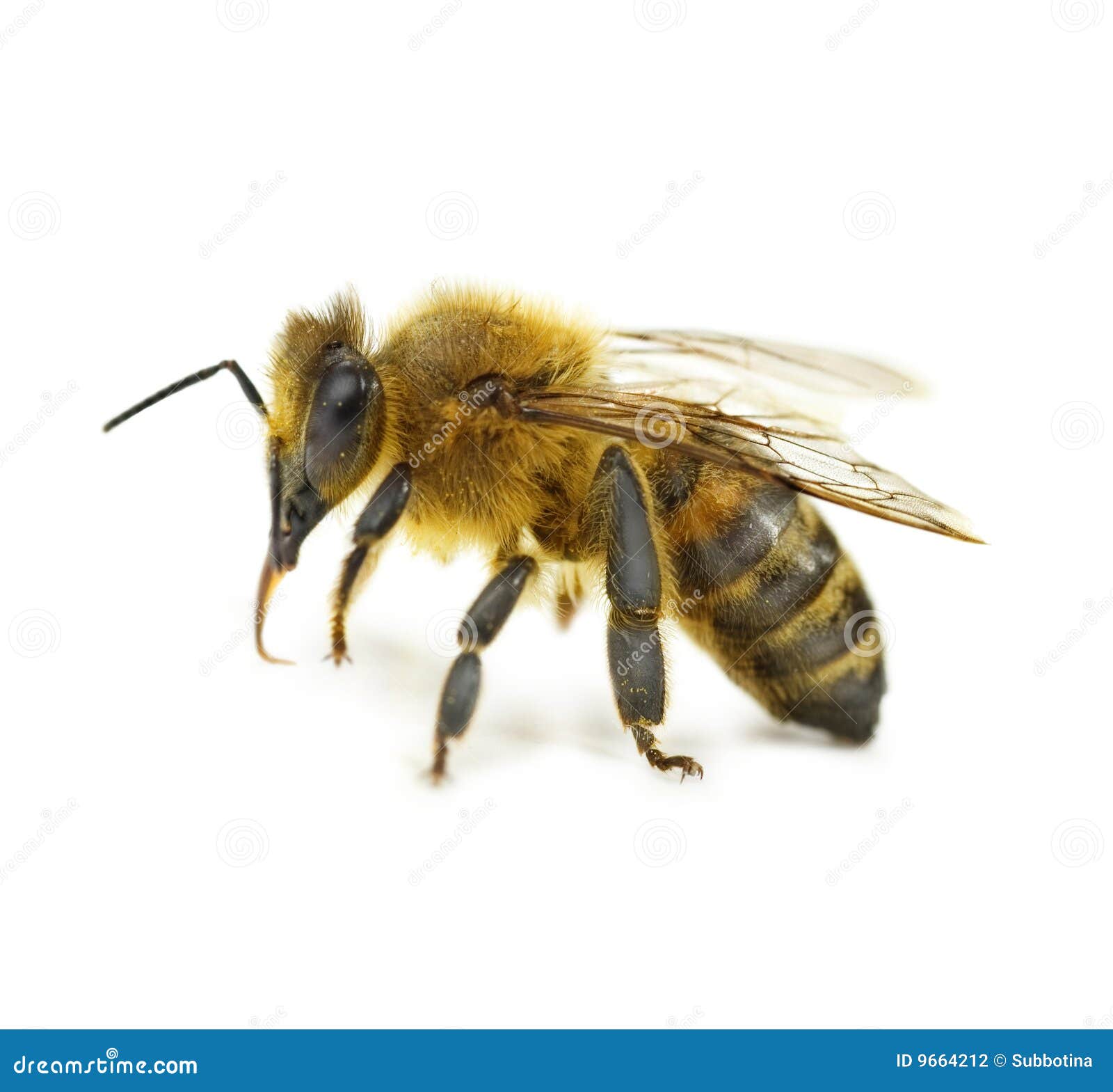 Solo primer de la abeja foto de archivo. Imagen de insecto - 9664212