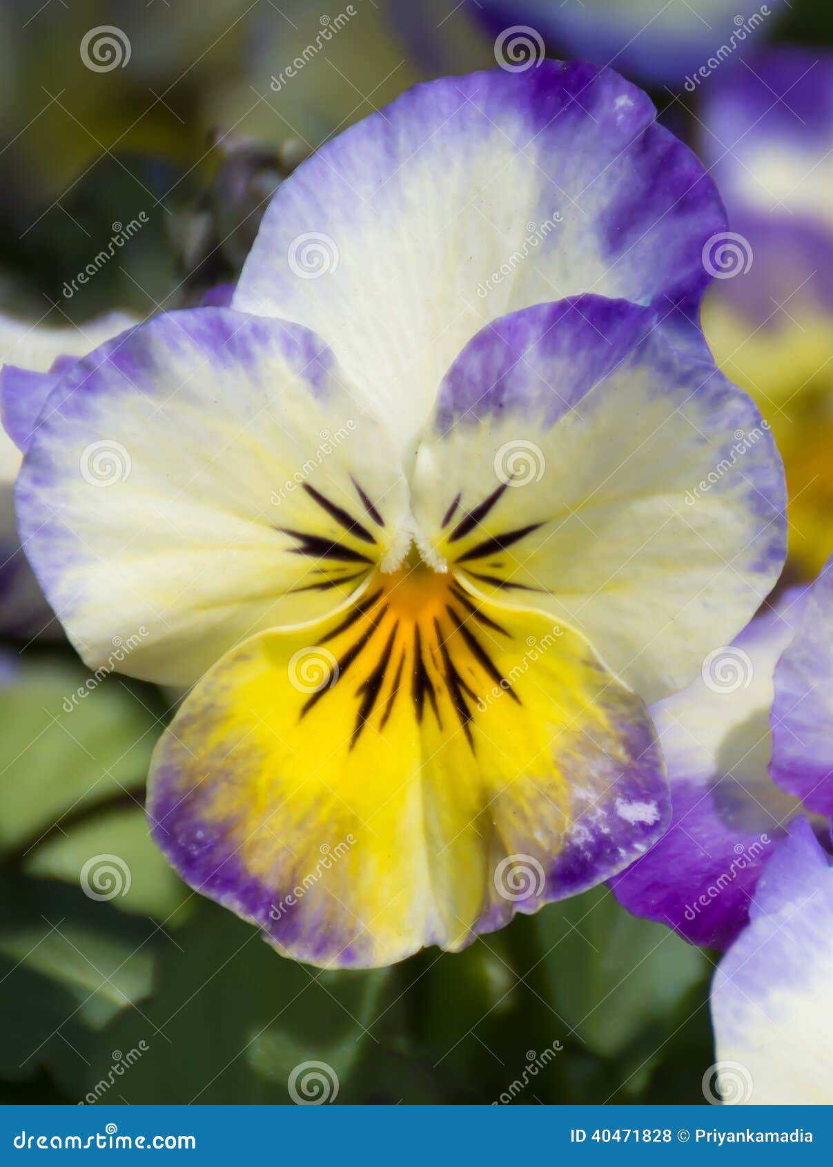 Flor Del Pensamiento Fotos De Stock - Descarga 9,778 Fotos Libres de ...