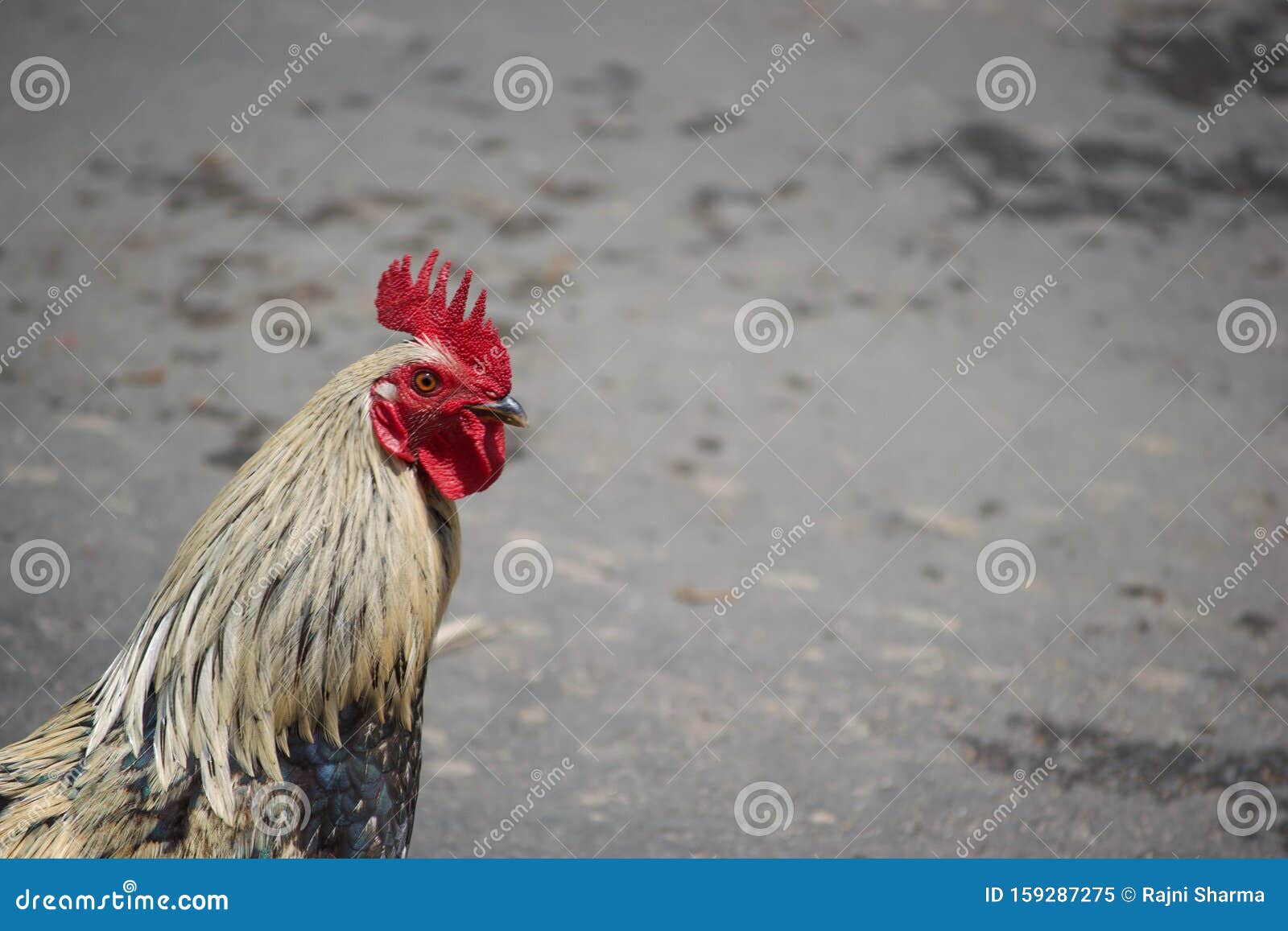 A rooster in barnyard stock image. Image of chick, concept - 159287275