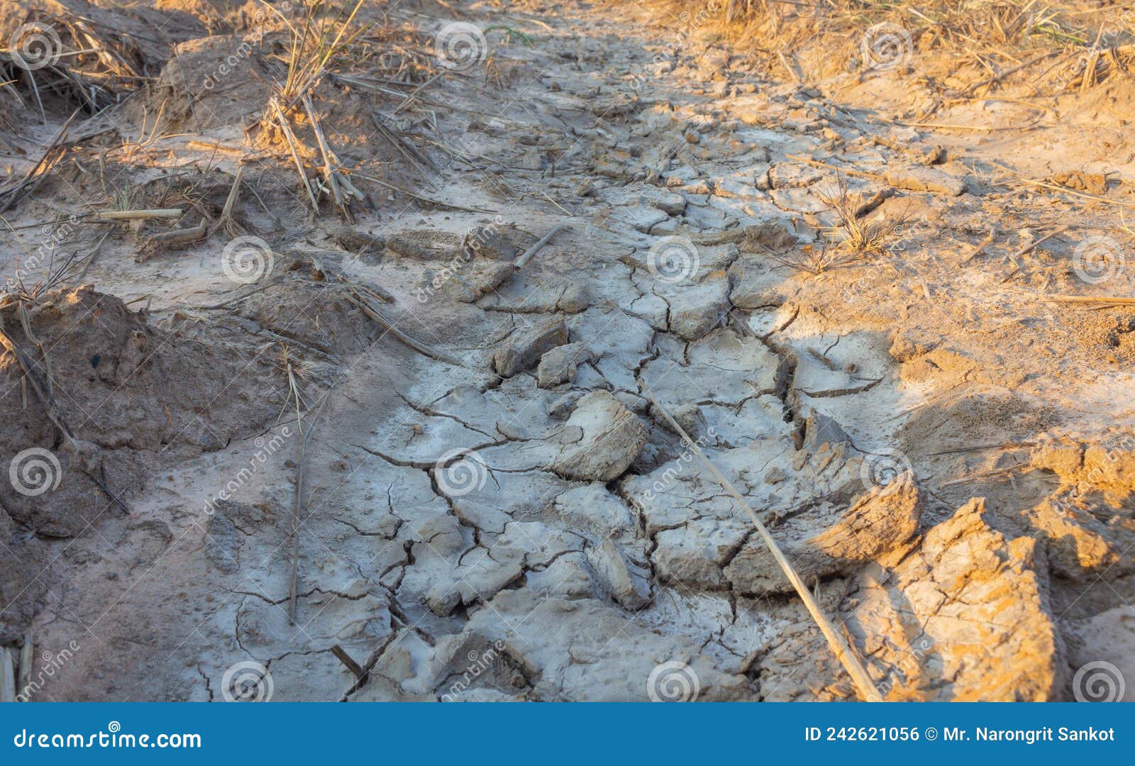 Solo salino foto de stock. Imagem de naughty, salina - 242621056