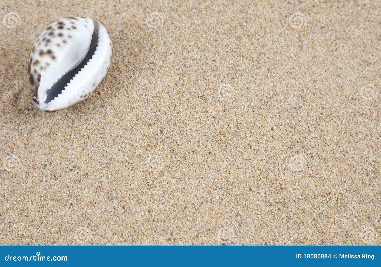 Solo seashell en la arena foto de archivo. Imagen de cubo - 18586884