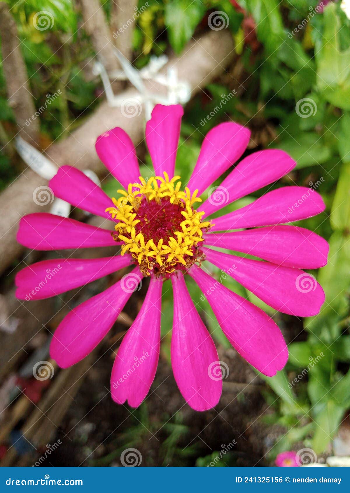 Solo shock pink flower stock photo. Image of yellow - 241325156