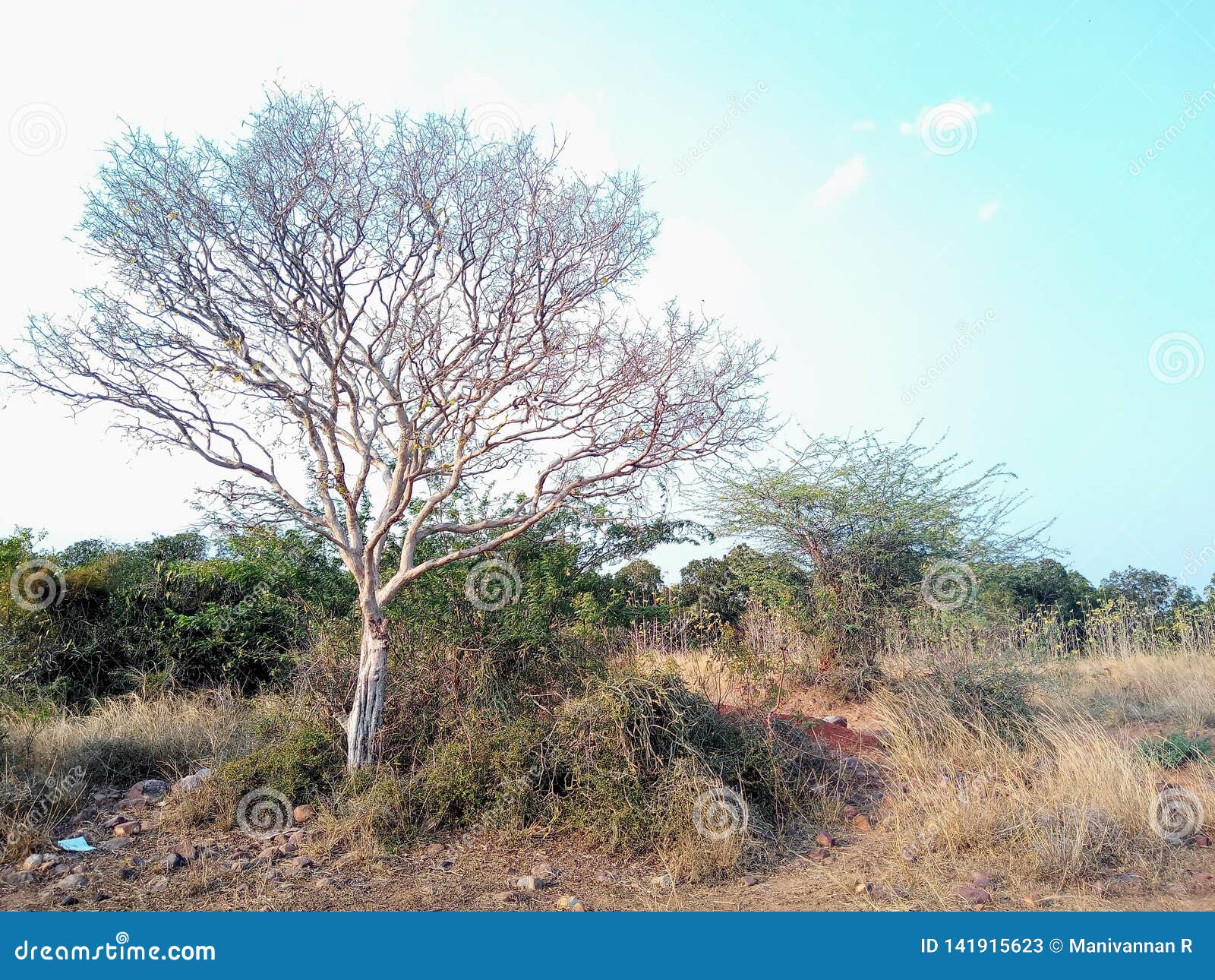 A Tree Fighting To Survive After A Storm In The French Alps Royalty ...