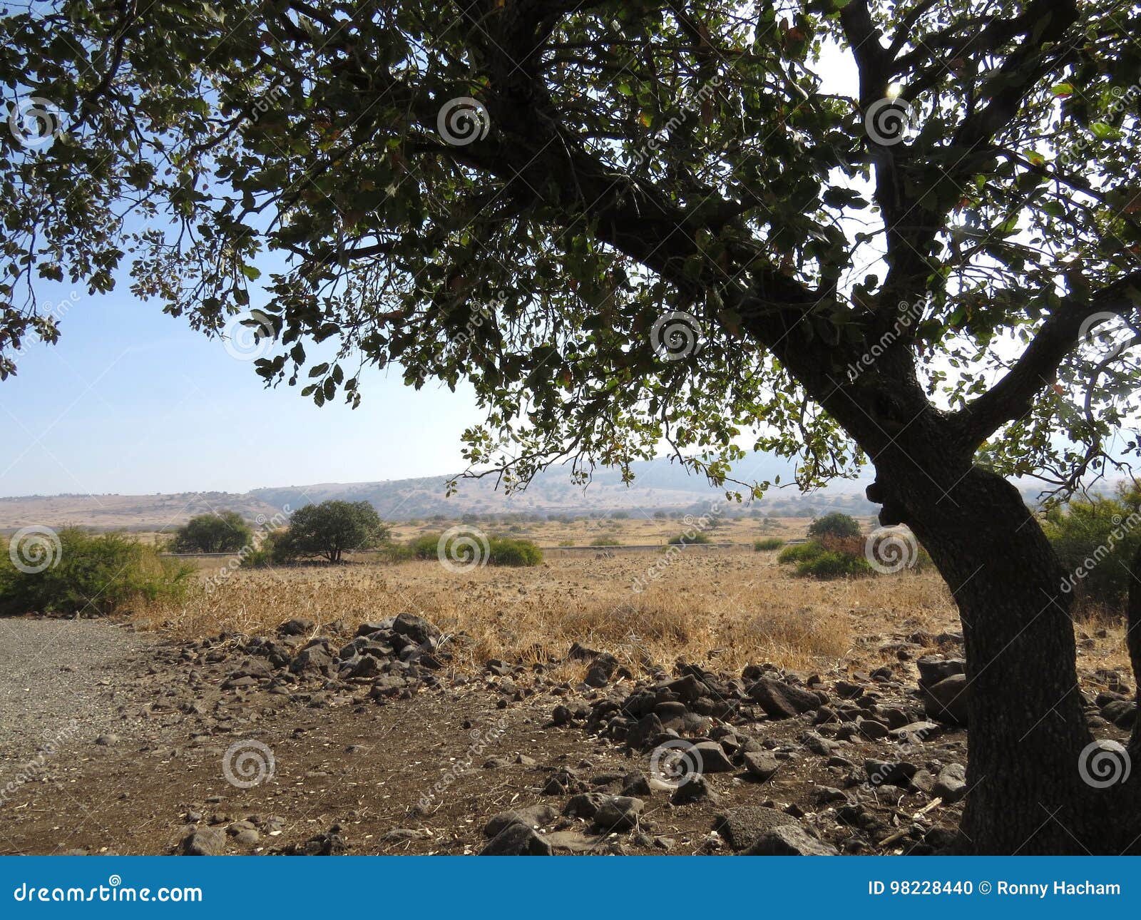 Solo tree stock photo. Image of hills, field, green, park - 98228440