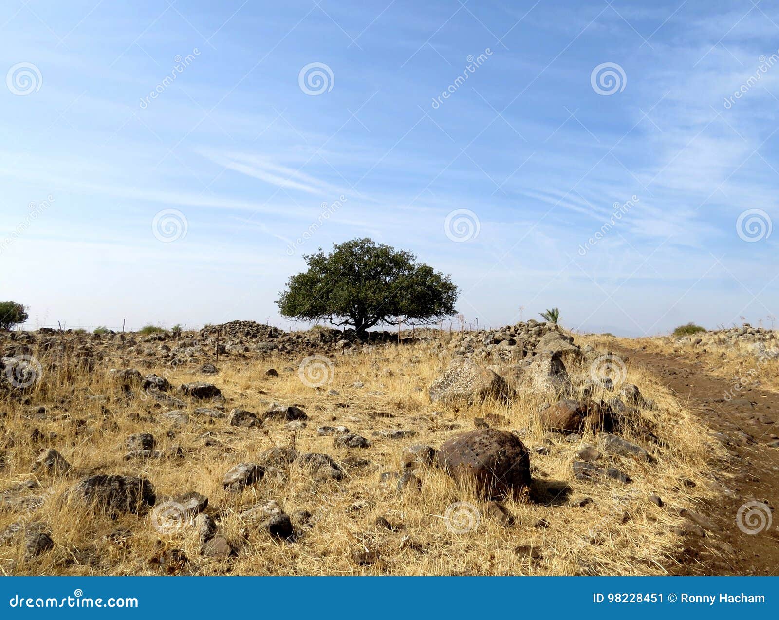 Solo tree stock image. Image of green, trees, leading - 98228451