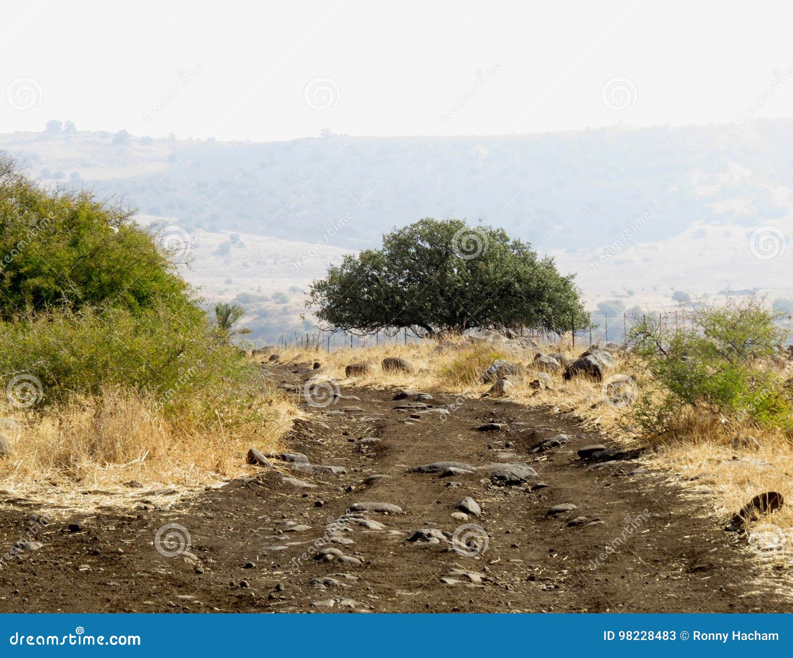 Solo tree stock image. Image of solo, brown, yellow, hills - 98228483