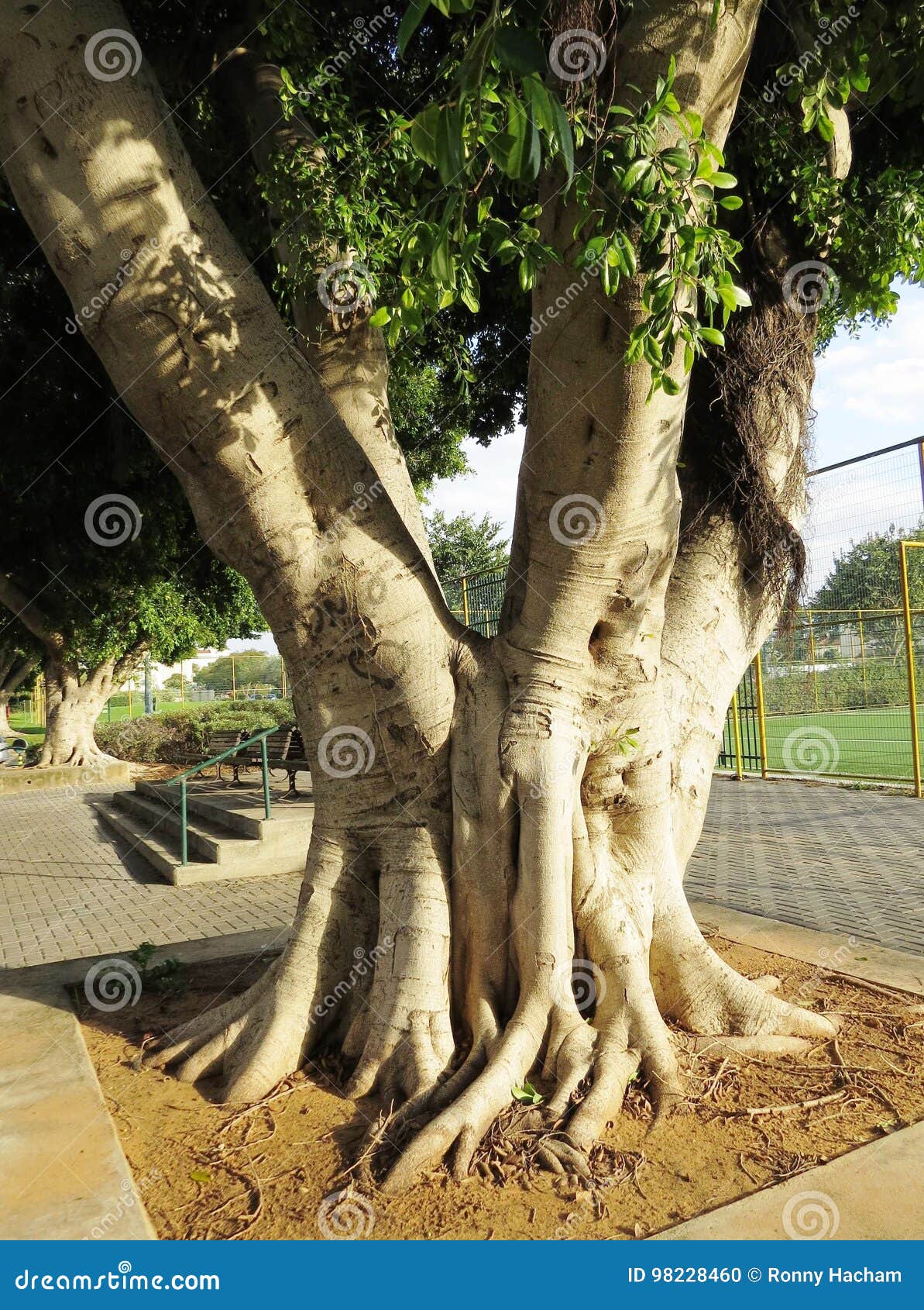 Solo tree stock photo. Image of field, green, tree, nature - 98228460