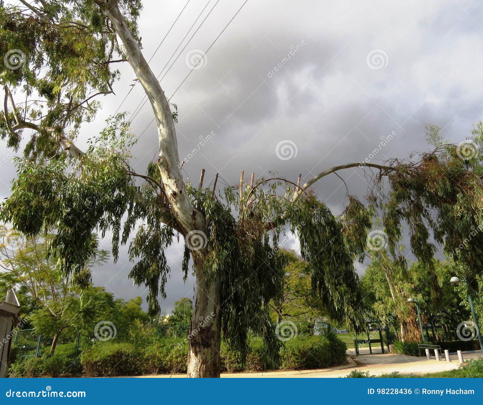 Solo tree stock photo. Image of blus, grey, park, valey - 98228436