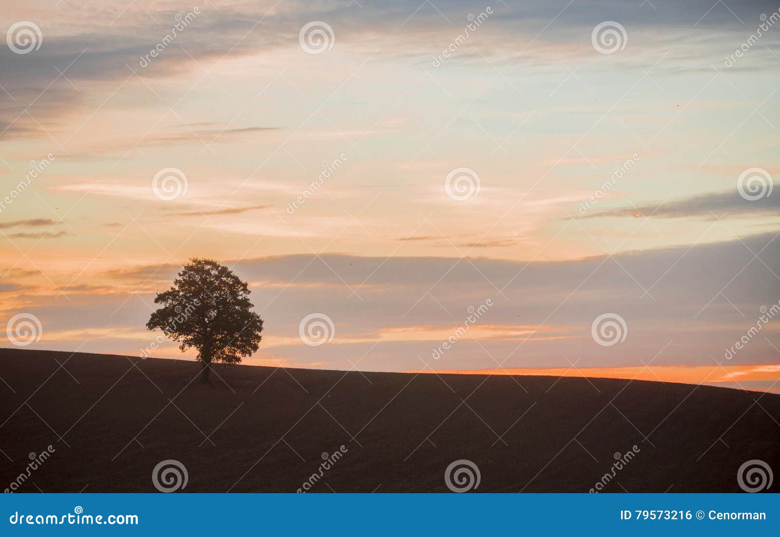 Solo tree stock photo. Image of sunset, landscape, sunrise - 79573216