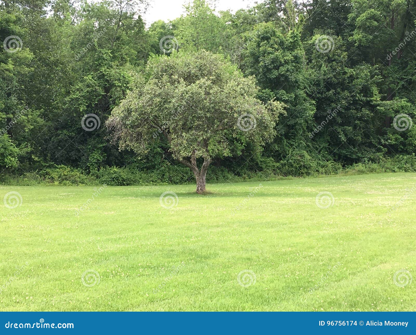 Solo Tree stock photo. Image of standing, field, green - 96756174