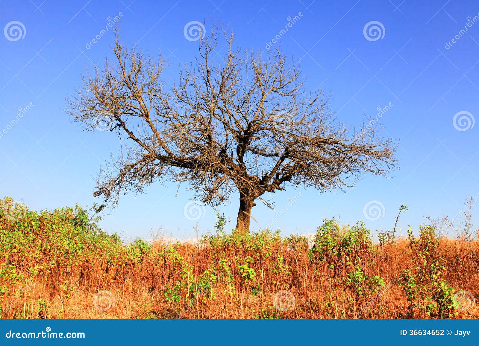 Desolate tree stock photo. Image of background, solo - 36634652