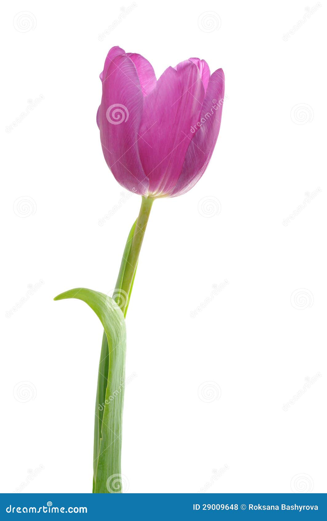 Solo tulipán violeta foto de archivo. Imagen de verde - 29009648