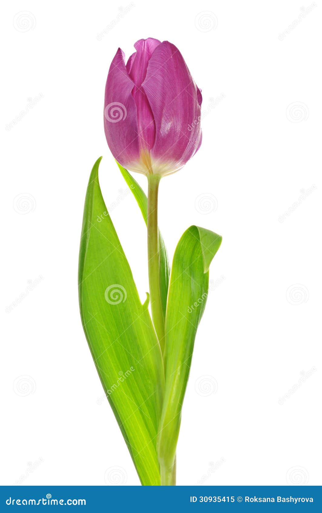 Solo tulipán violeta imagen de archivo. Imagen de aislado - 30935415