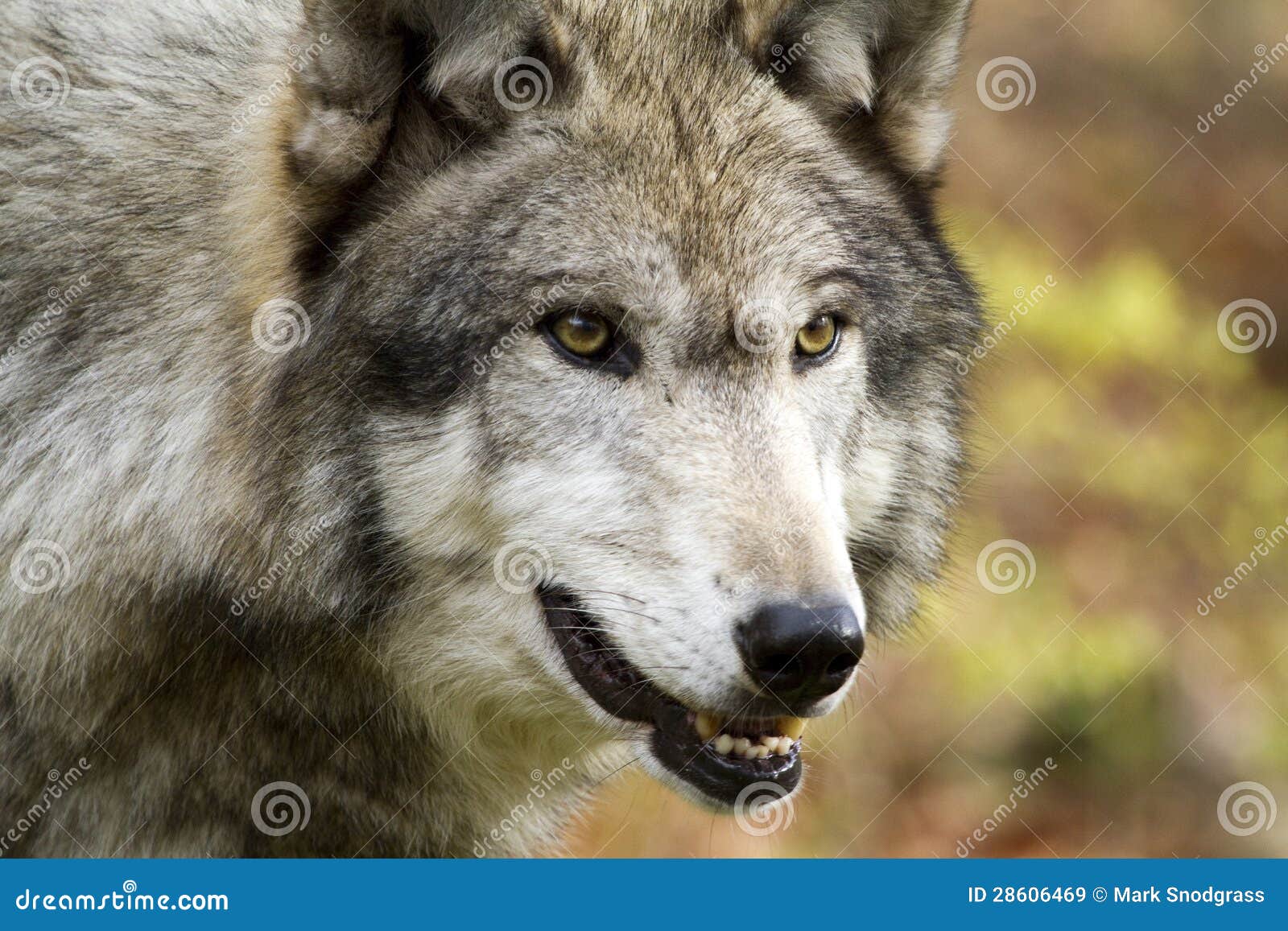 Solo Wolf staring intently stock image. Image of drool - 28606469