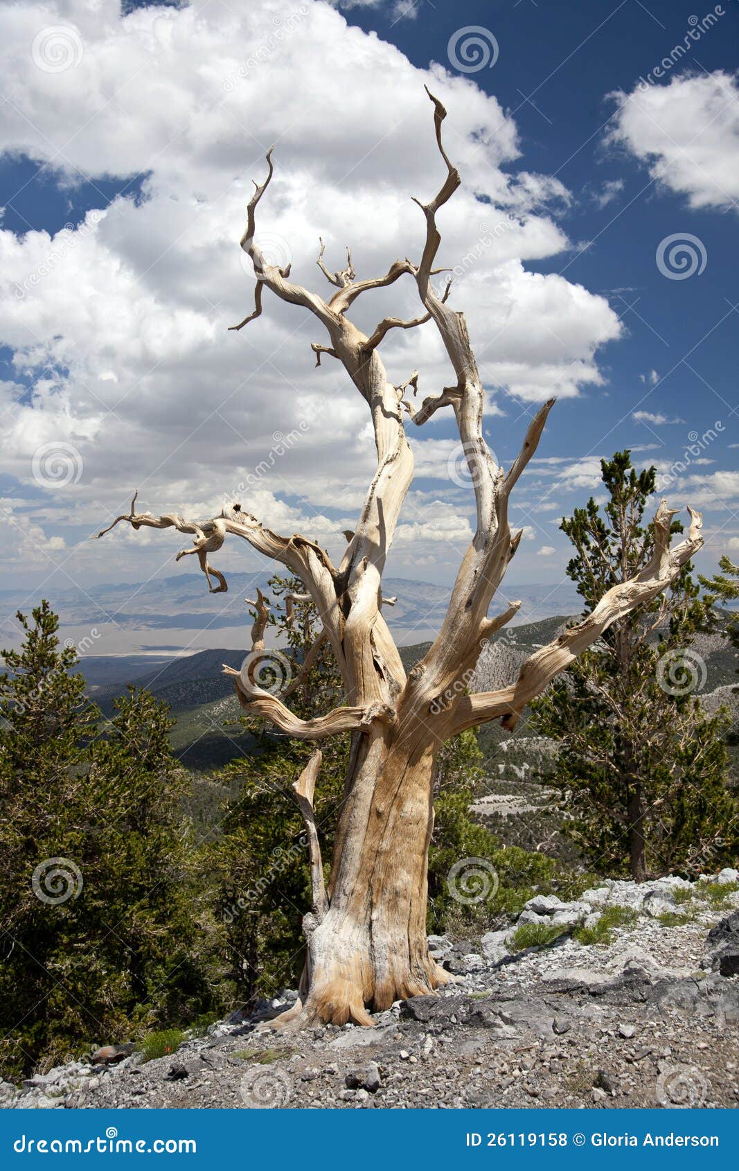 A Split Bristlecone Pine Tree Stock Photography | CartoonDealer.com ...