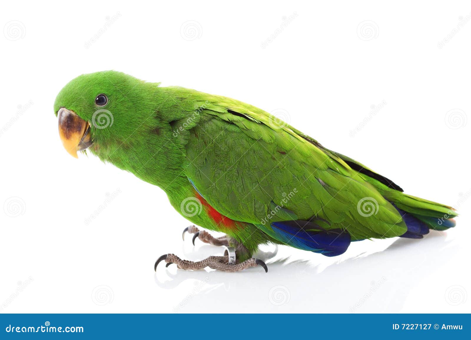 Parrot Solomon`s Cockatoo Pink Bird Tuft Tropics Solomon Islands ...
