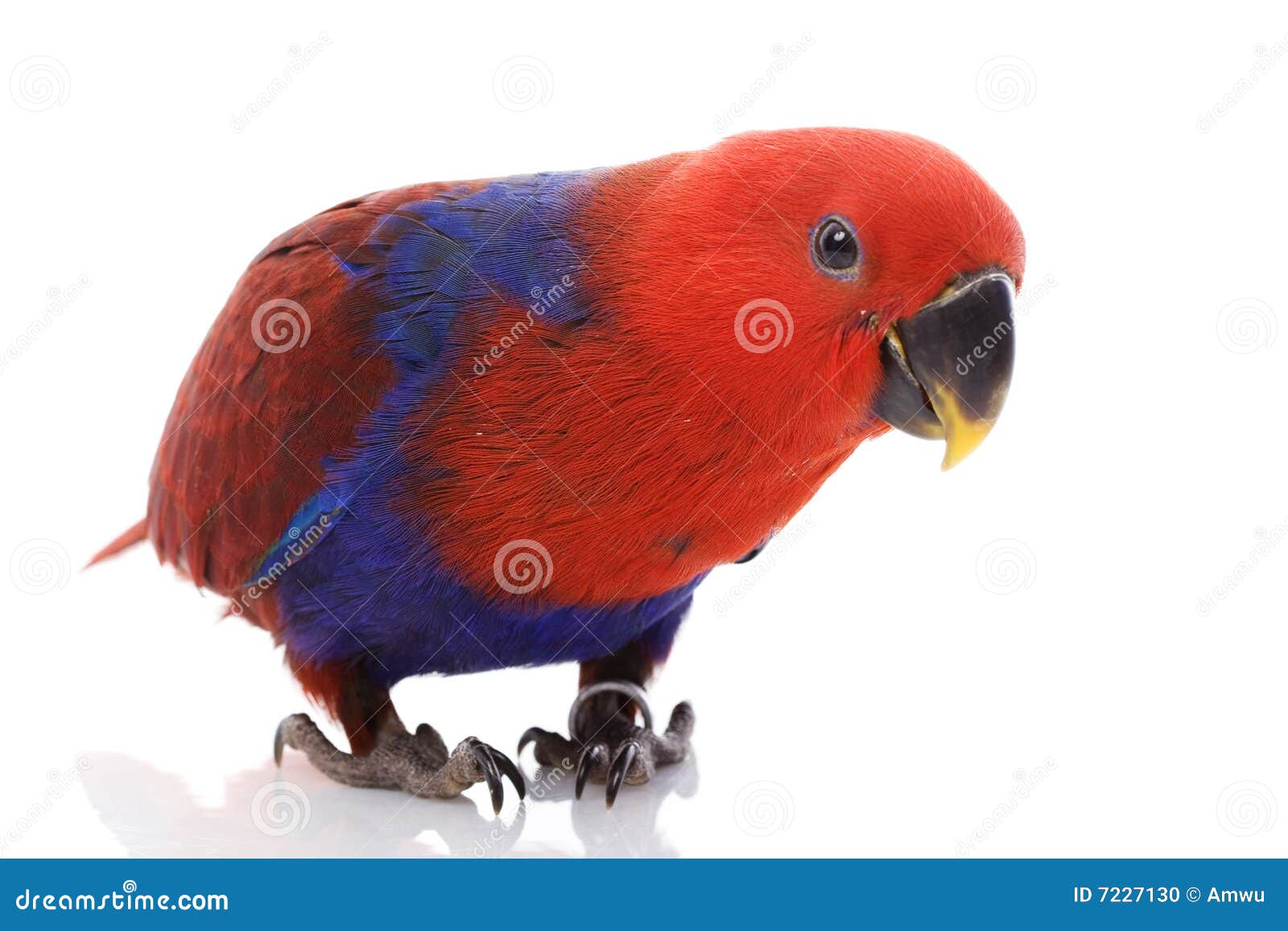 Parrot Solomon`s Cockatoo Pink Bird Tuft Tropics Solomon Islands ...