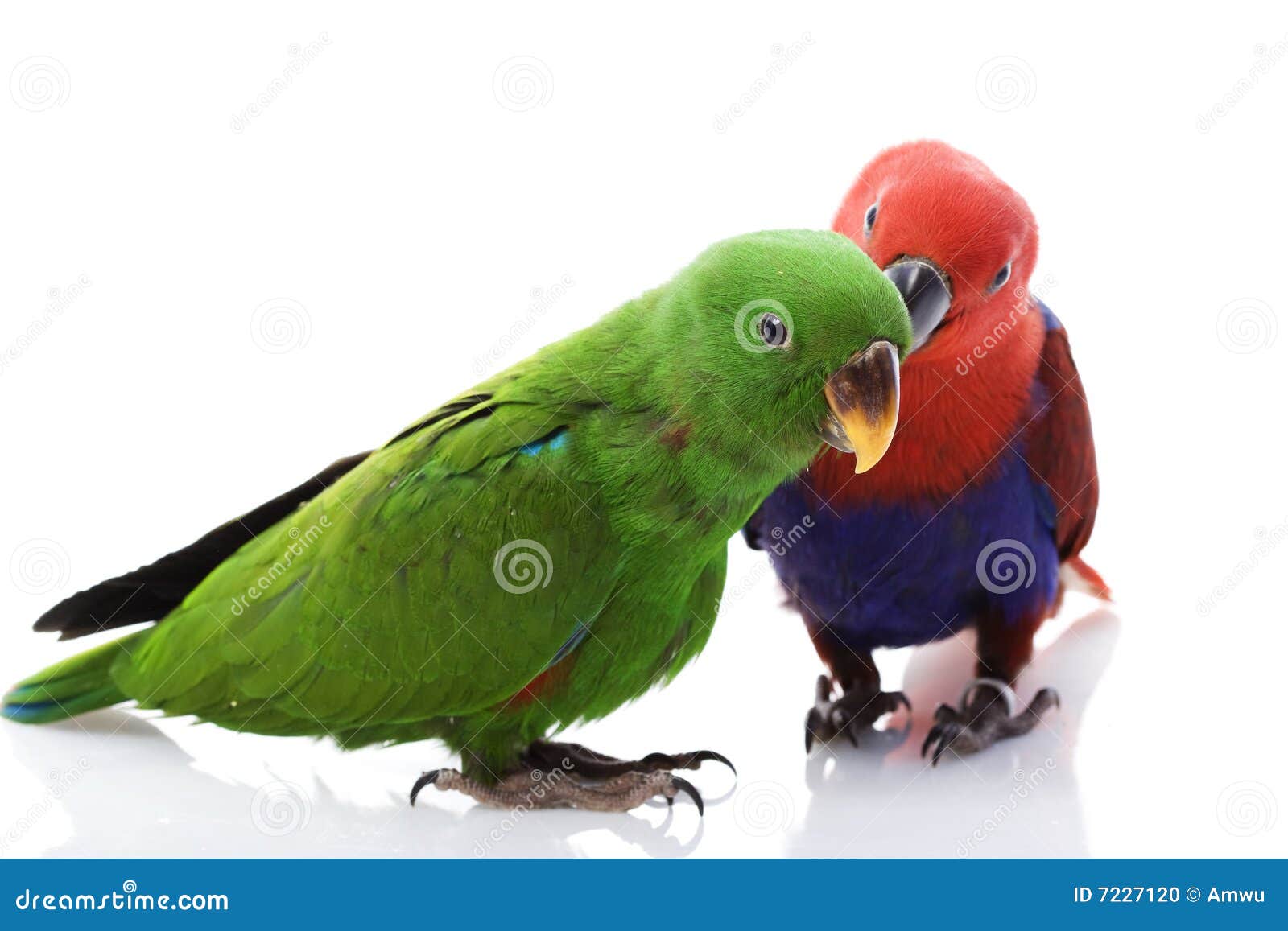 Solomon Island Eclectus Parrots Stock Photo - Image of feather, beak ...