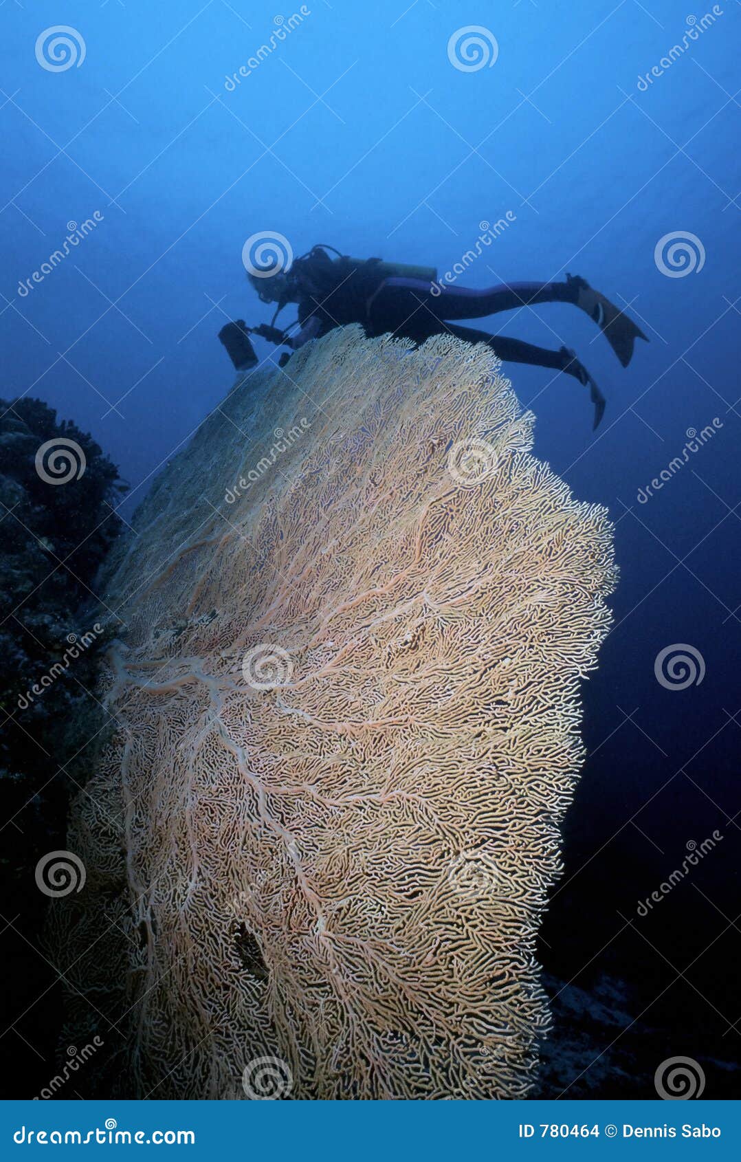 Solomon Islands Sea Fan stock photo. Image of aquatic, pleasure - 780464