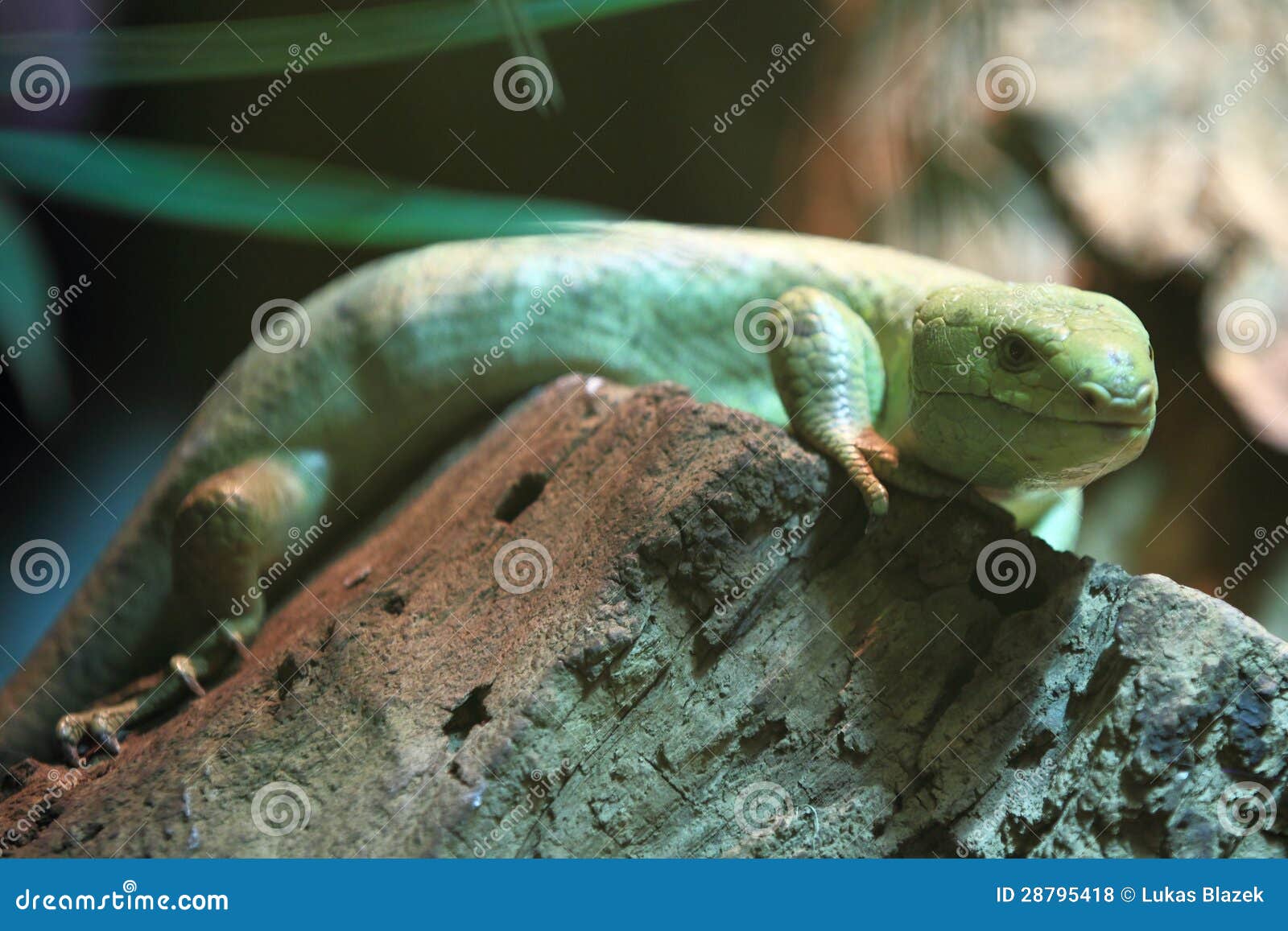Solomon Islands skink stock photo. Image of zebrata, zebra - 28795418